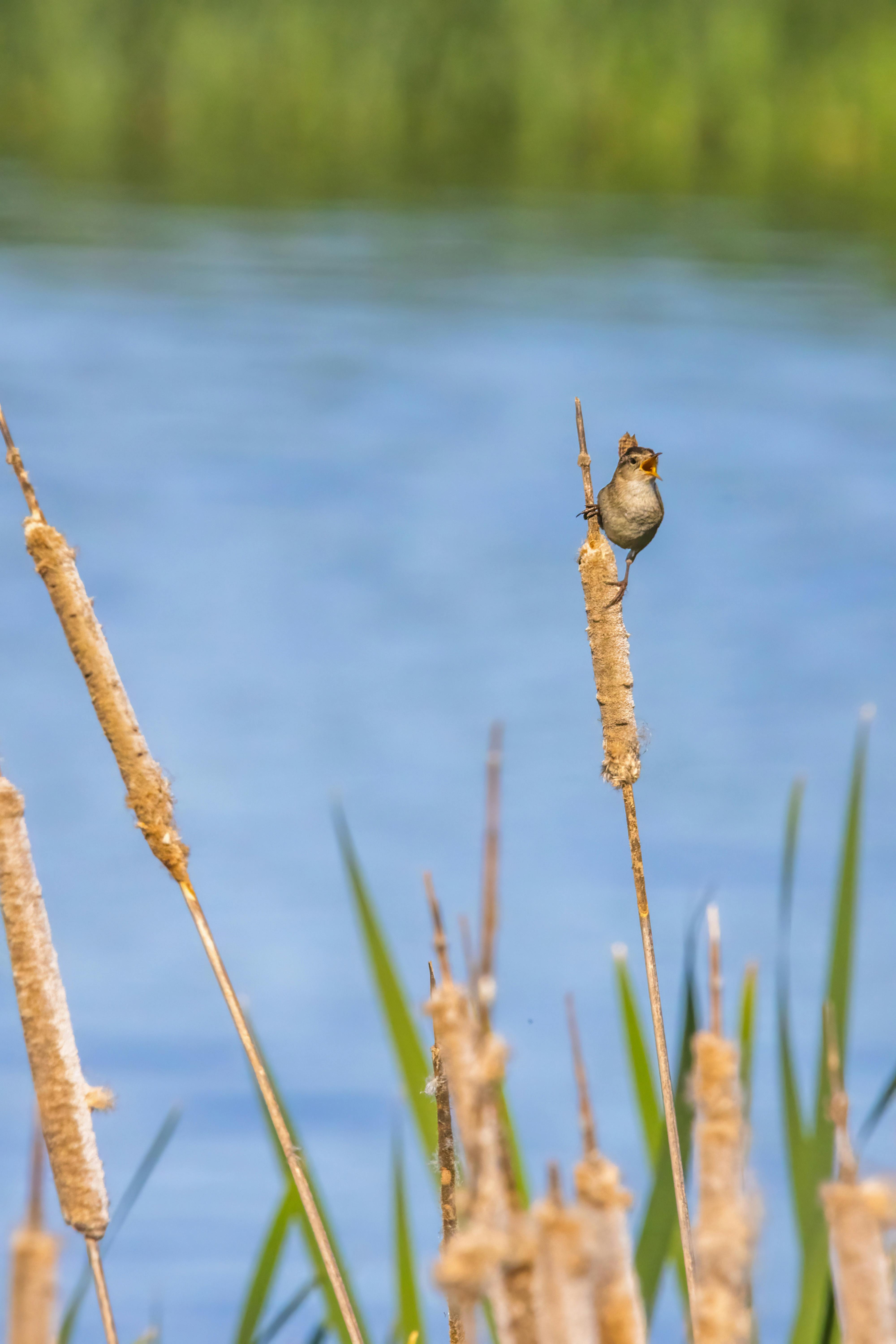 Bird Chirping Photos, Download The BEST Free Bird Chirping Stock Photos ...
