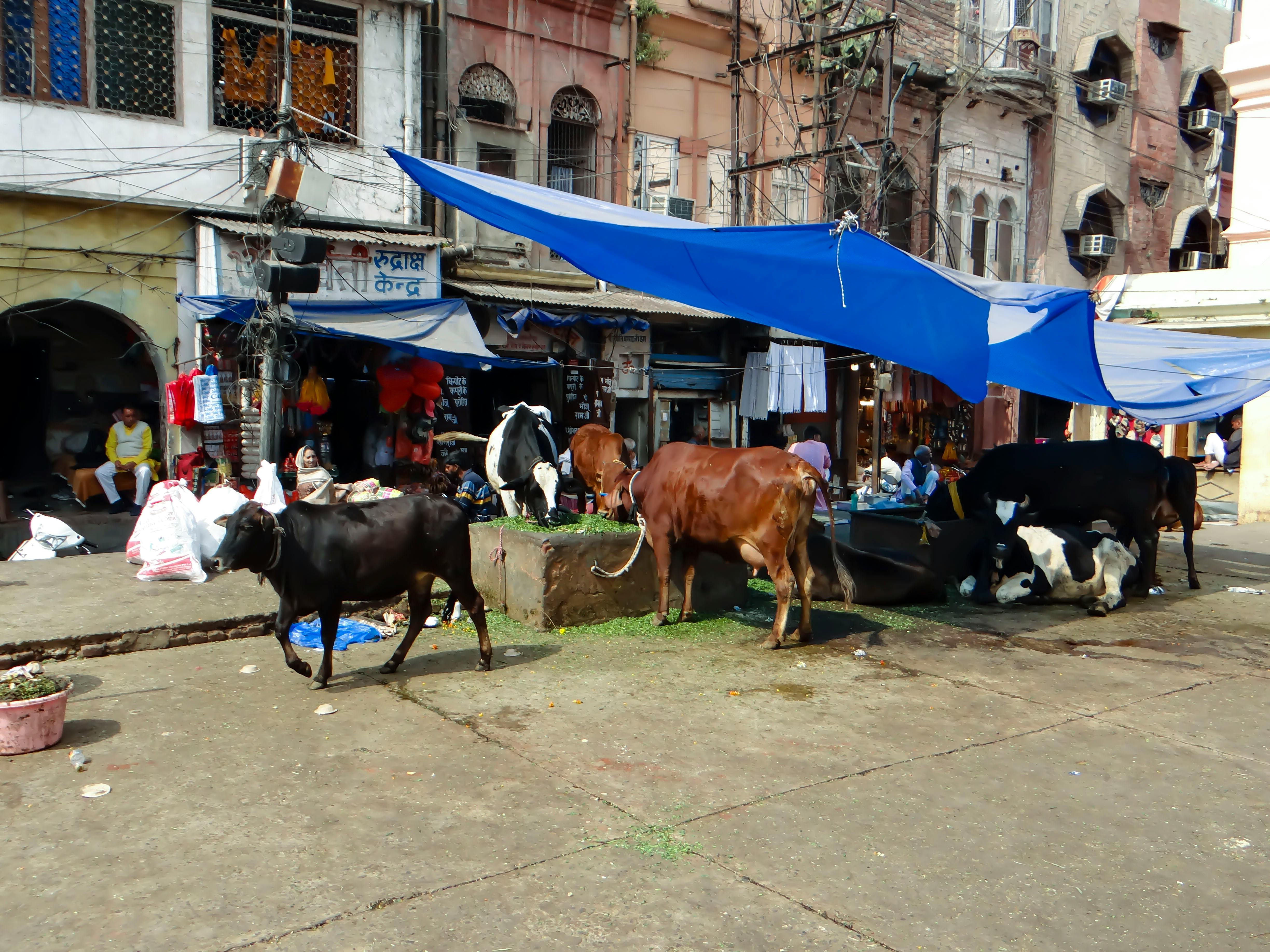 Birds and Animal world 43 Photos & Videos Collected by Deepak Chadha
