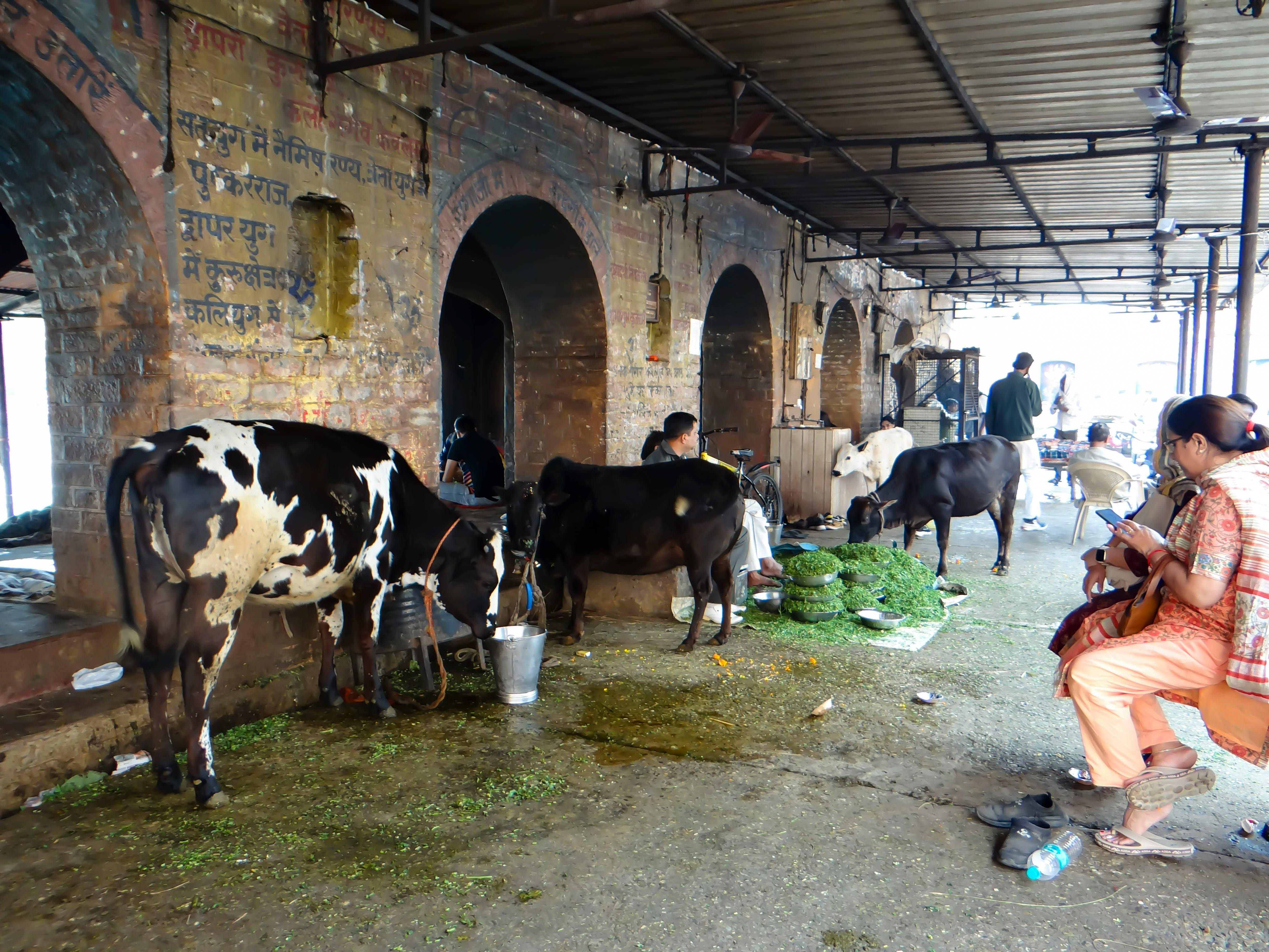 Birds and Animal world 43 Photos & Videos Collected by Deepak Chadha