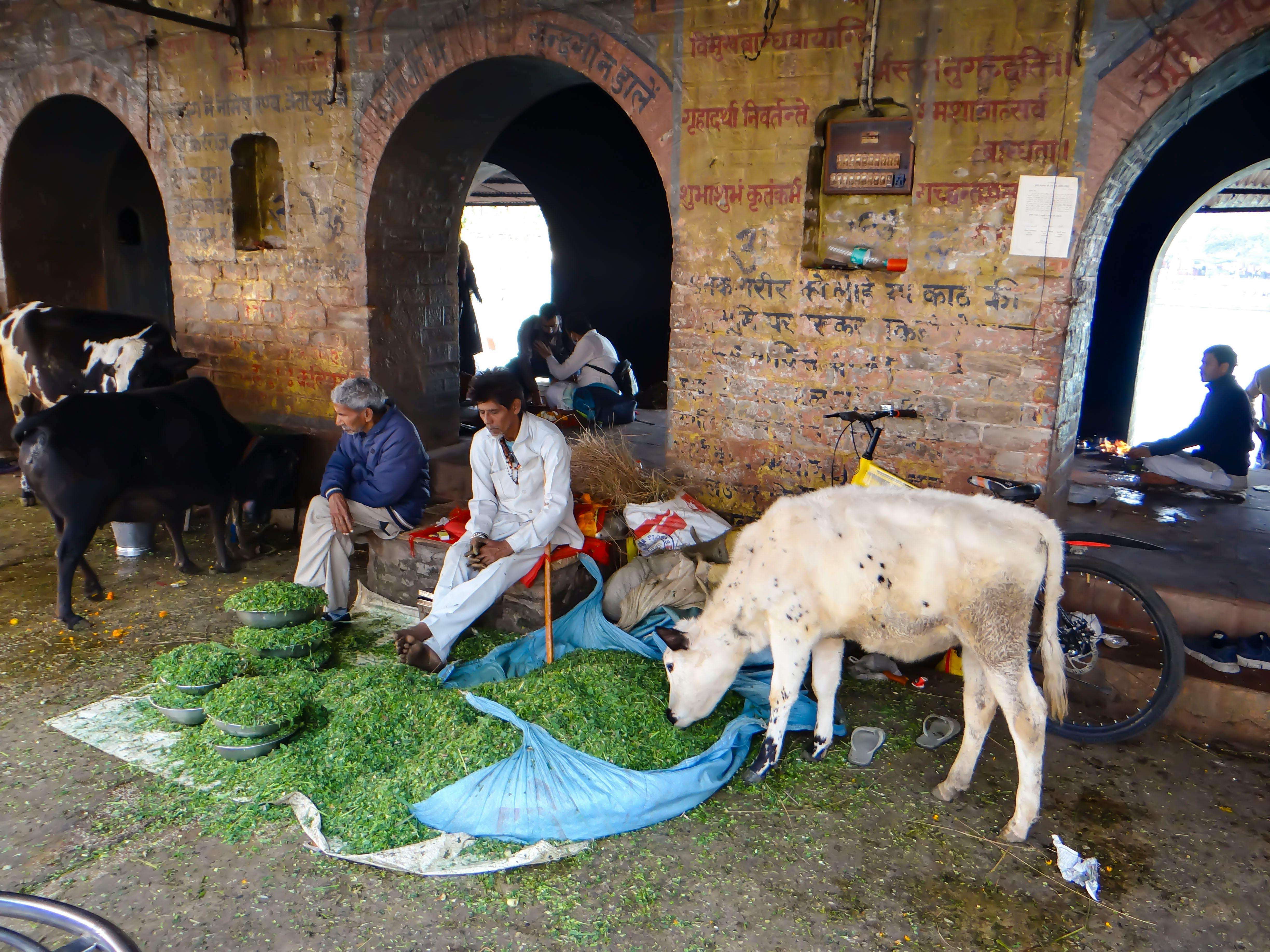 Birds and Animal world 43 Photos & Videos Collected by Deepak Chadha
