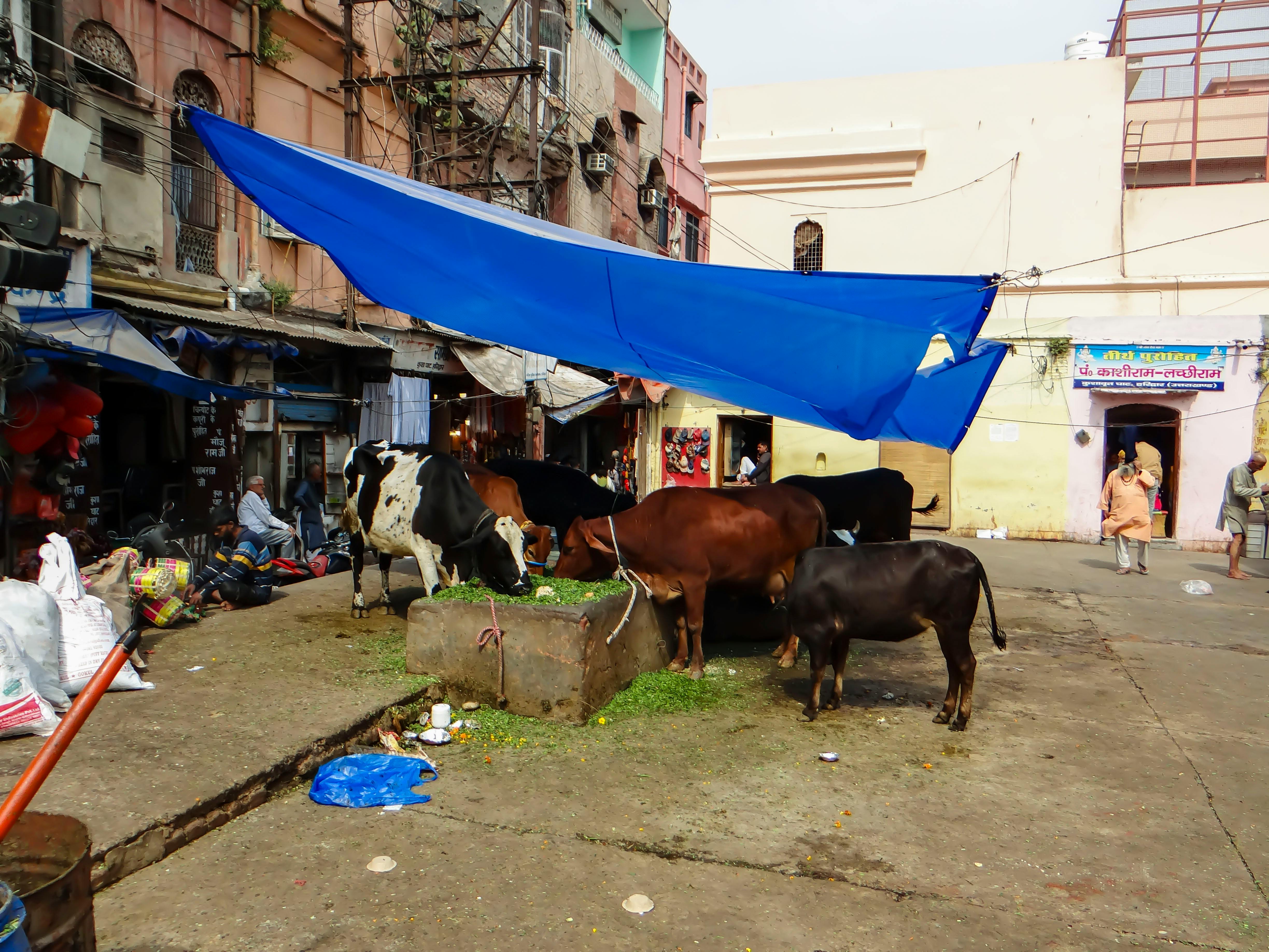 Birds and Animal world 43 Photos & Videos Collected by Deepak Chadha