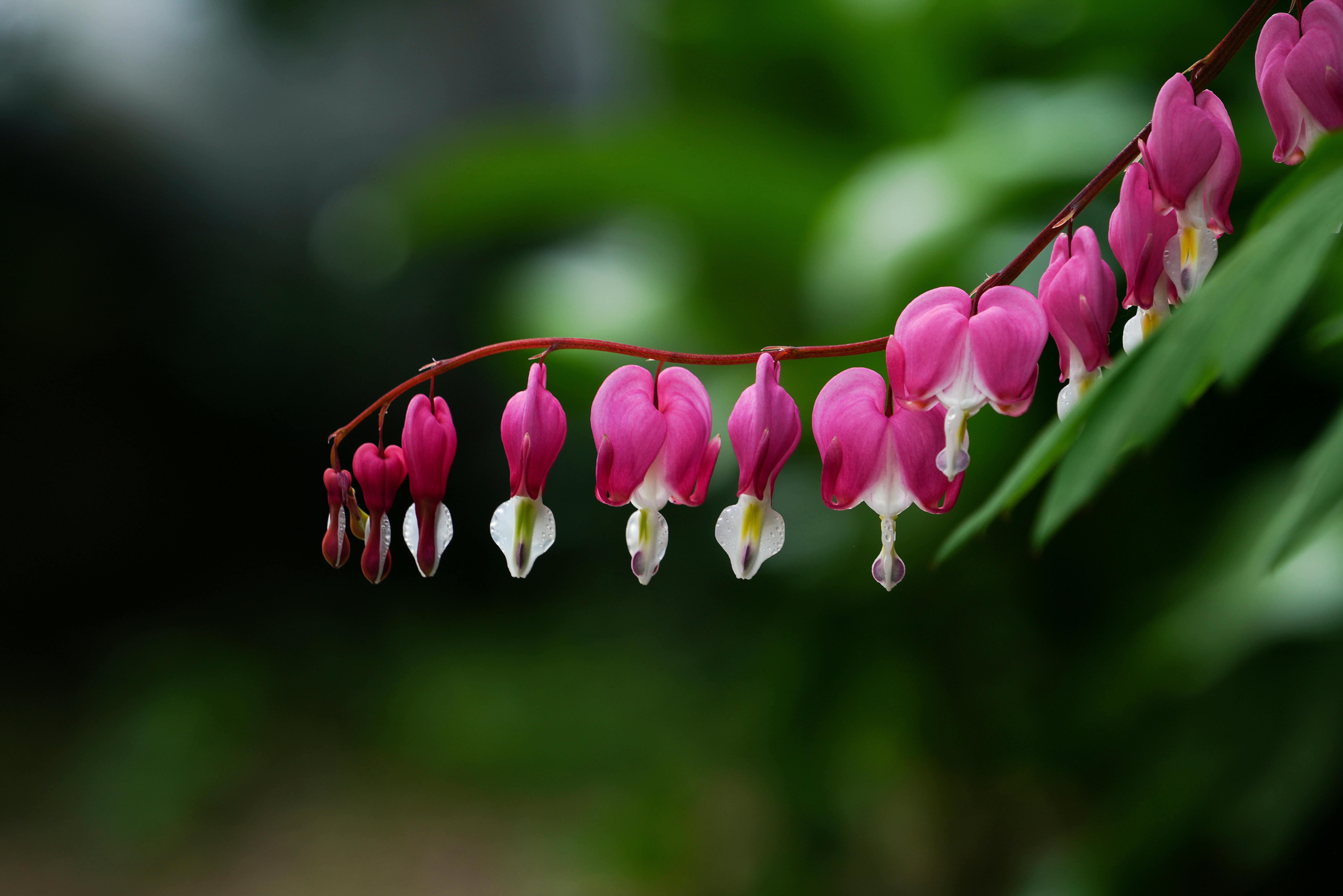 Pink Flowers on Twig · Free Stock Photo