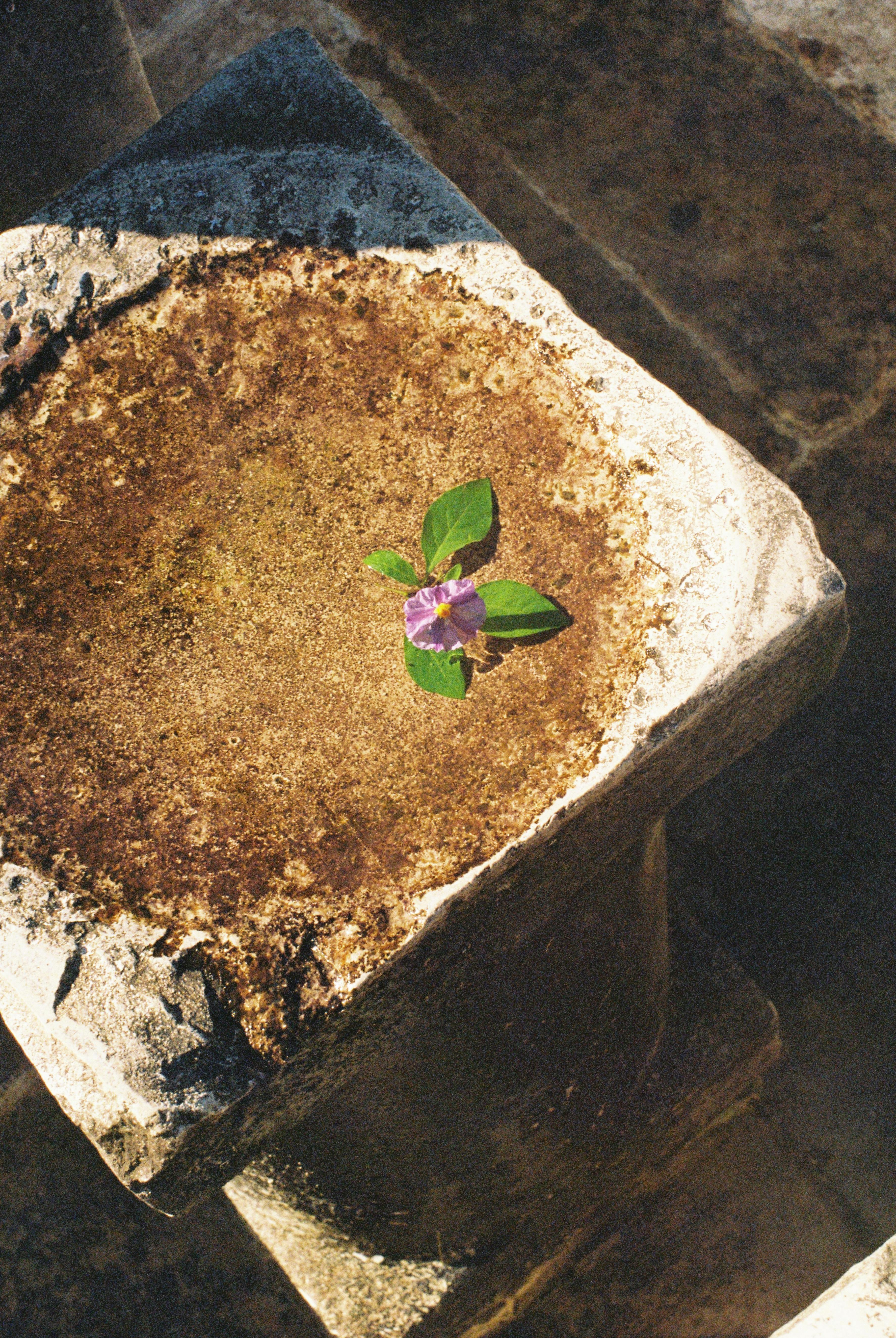 Flower Tiff Photos, Download The BEST Free Flower Tiff Stock Photos ...