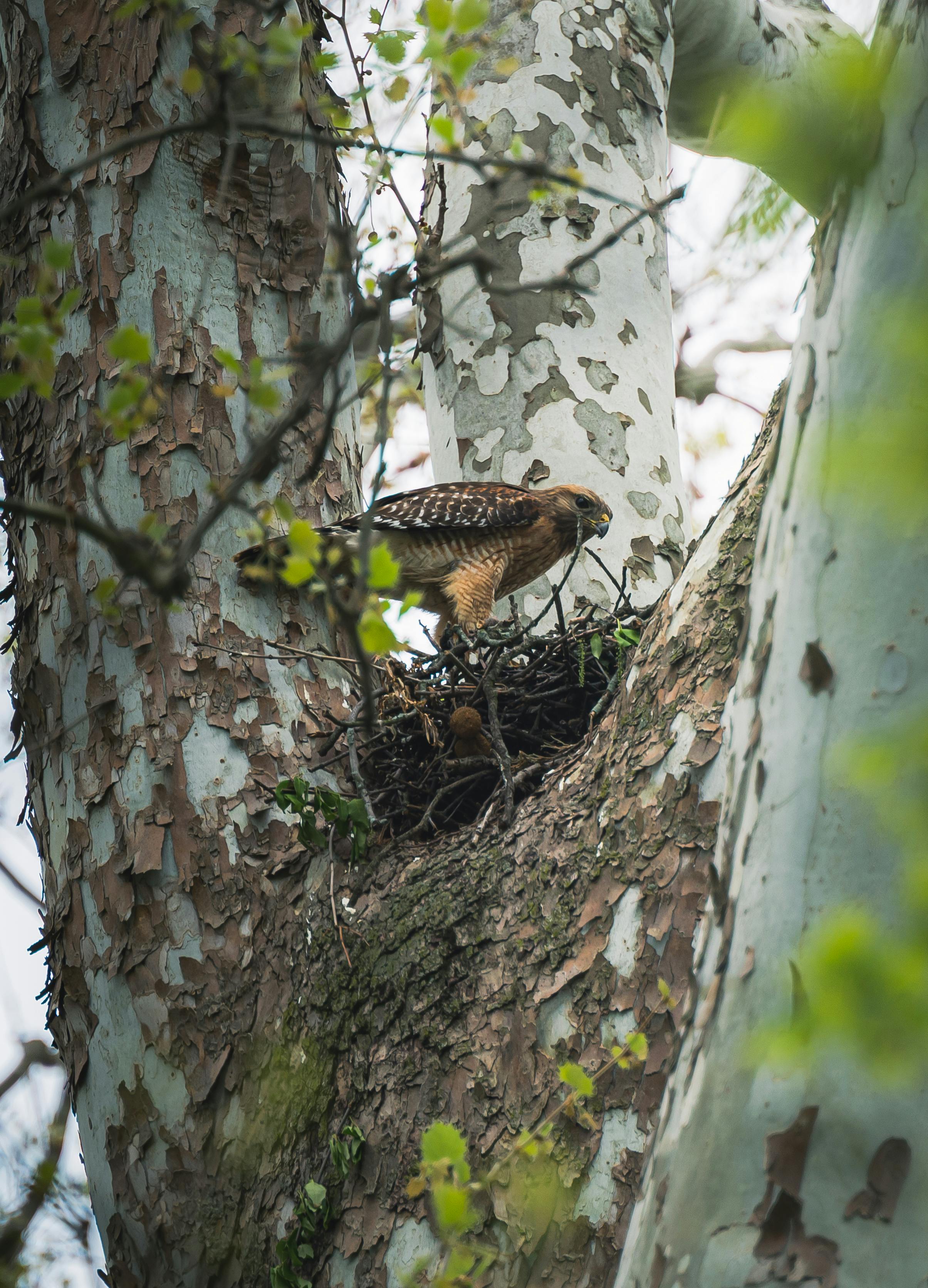 Close up of Hawk in Nest · Free Stock Photo