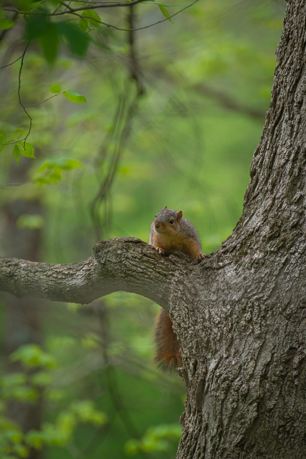 Rabbit And Squirrel Photos, Download The BEST Free Rabbit And Squirrel ...