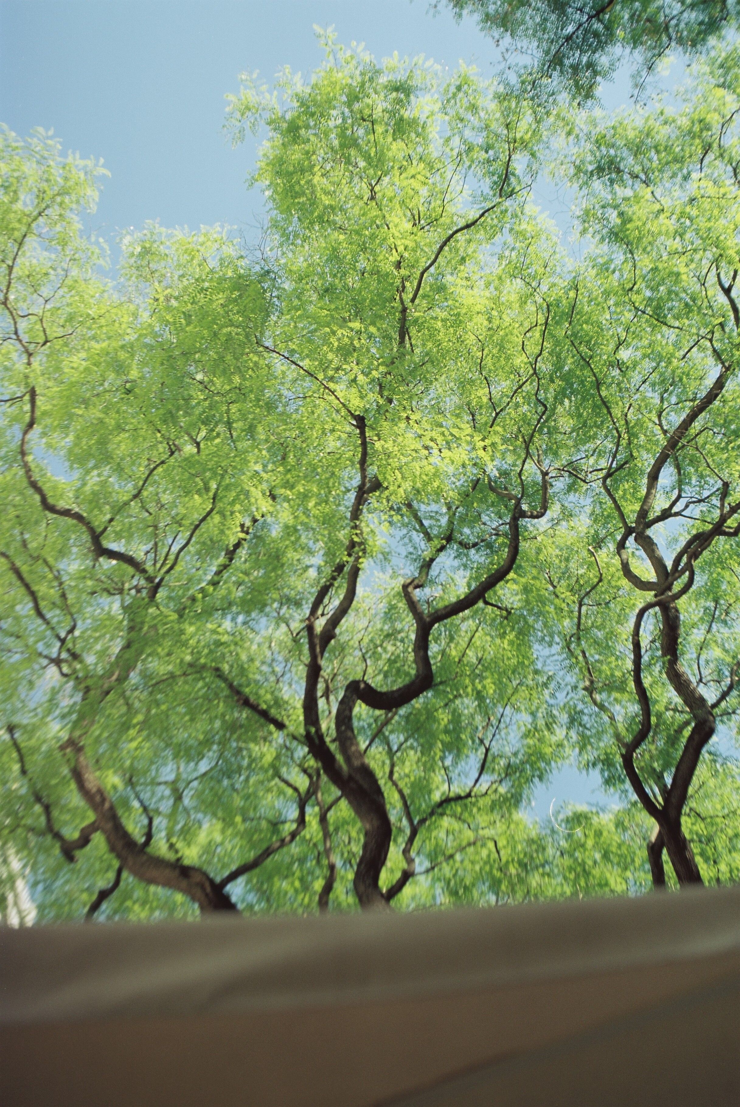 Twisted Trees Boughs · Free Stock Photo