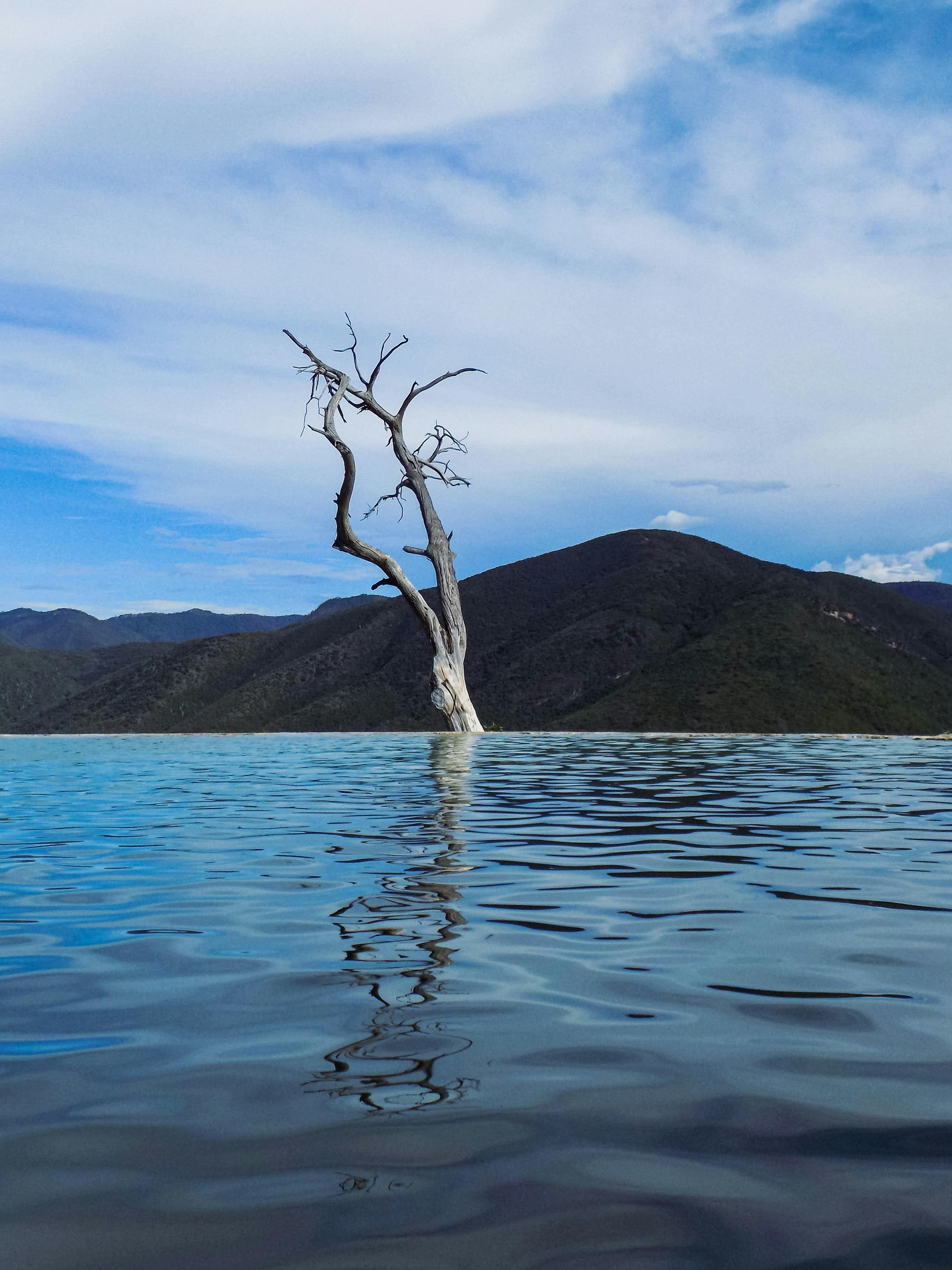 Single, Withered Tree on Lake · Free Stock Photo