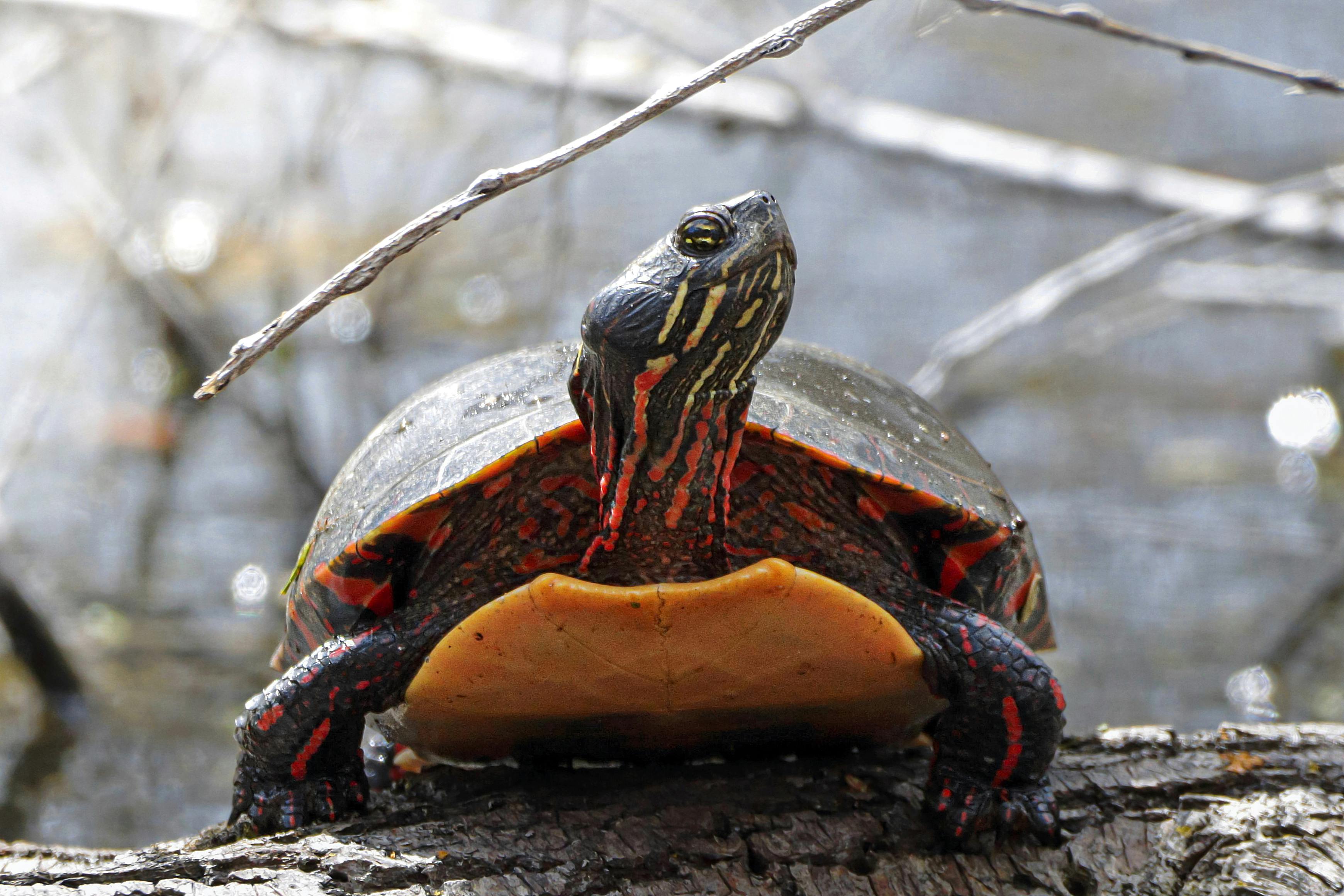 Painted Turtle Photos, Download The BEST Free Painted Turtle Stock ...
