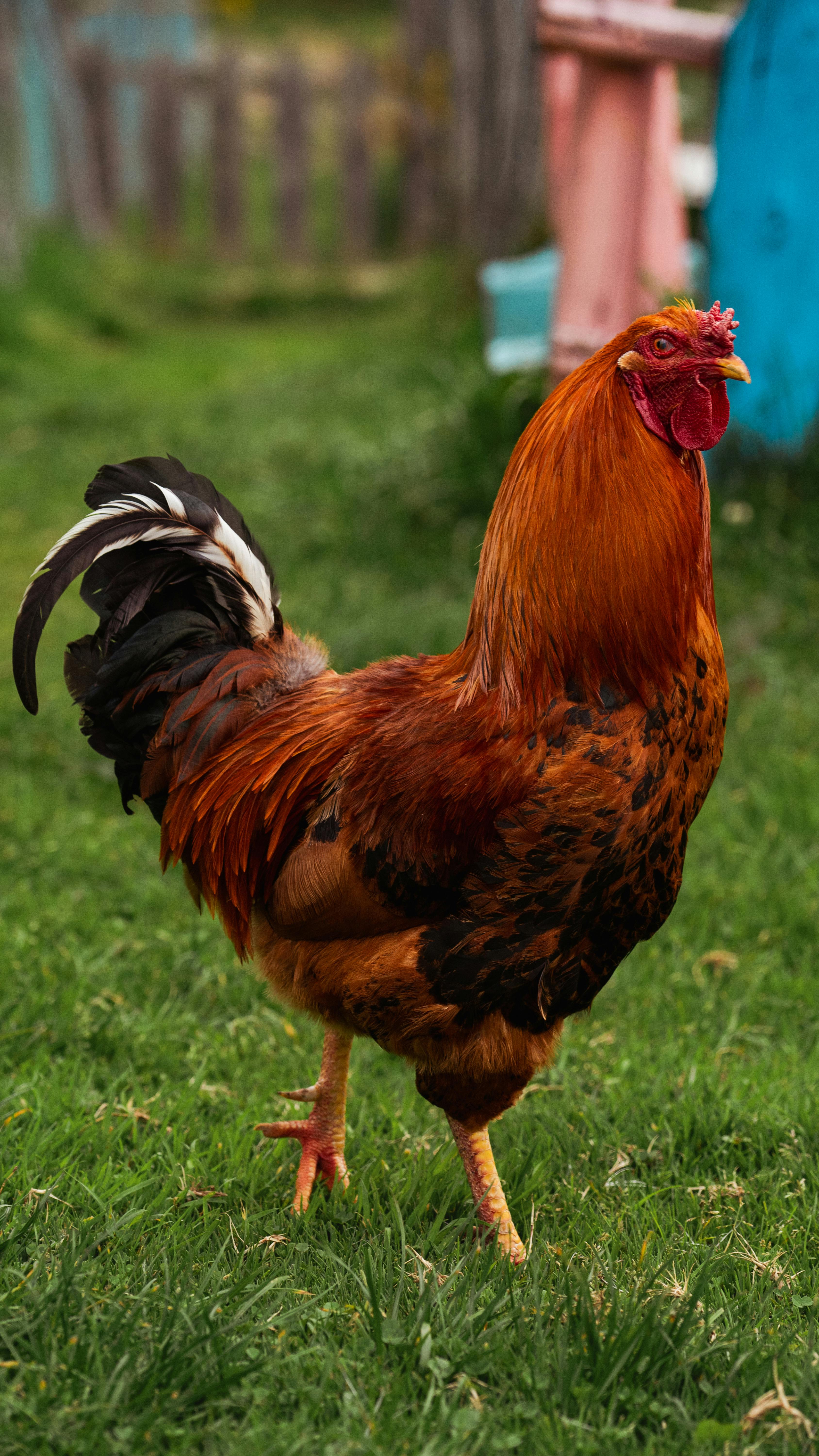 Cockerel on Farm · Free Stock Photo