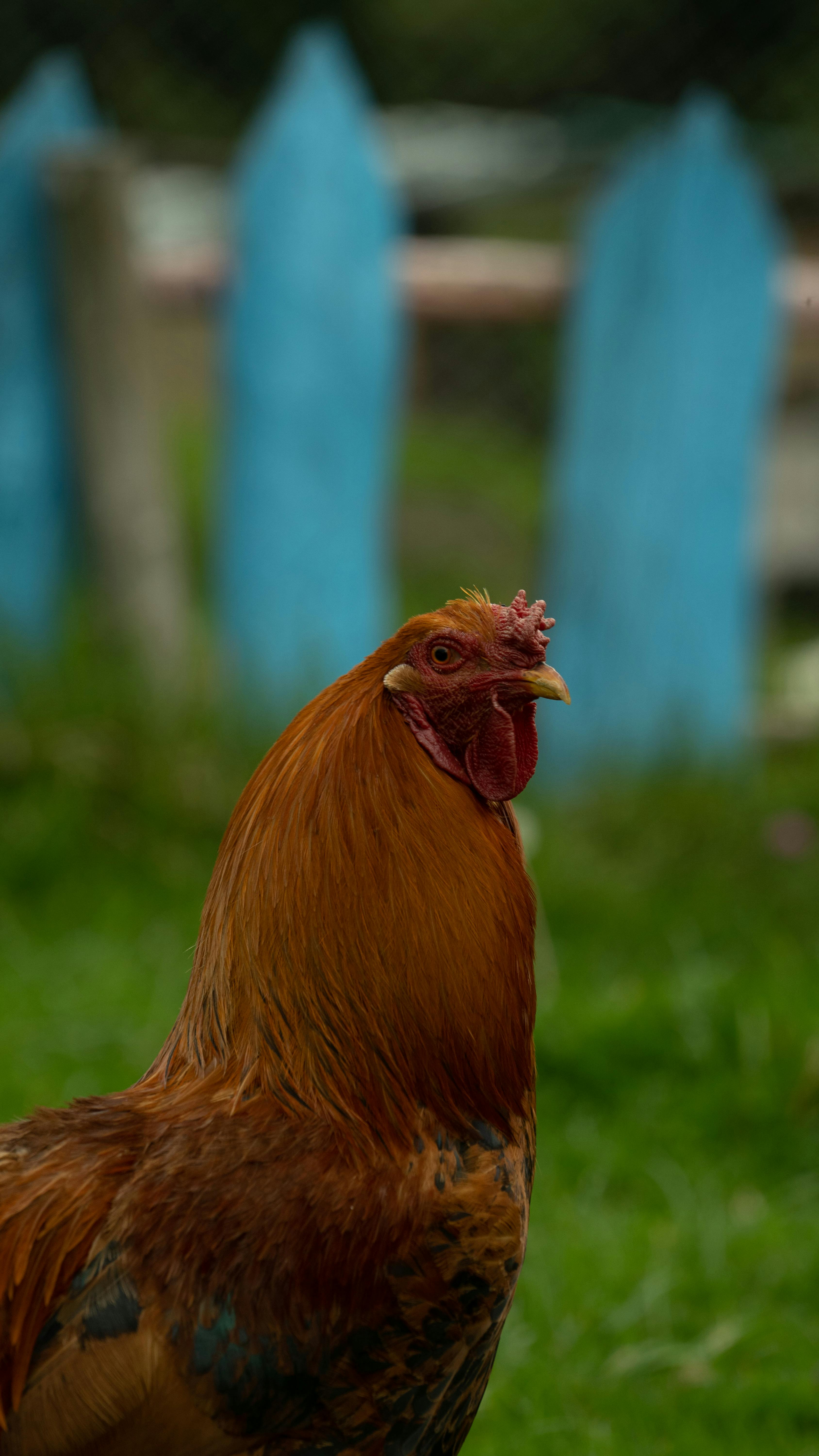 Close up of White Hen · Free Stock Photo