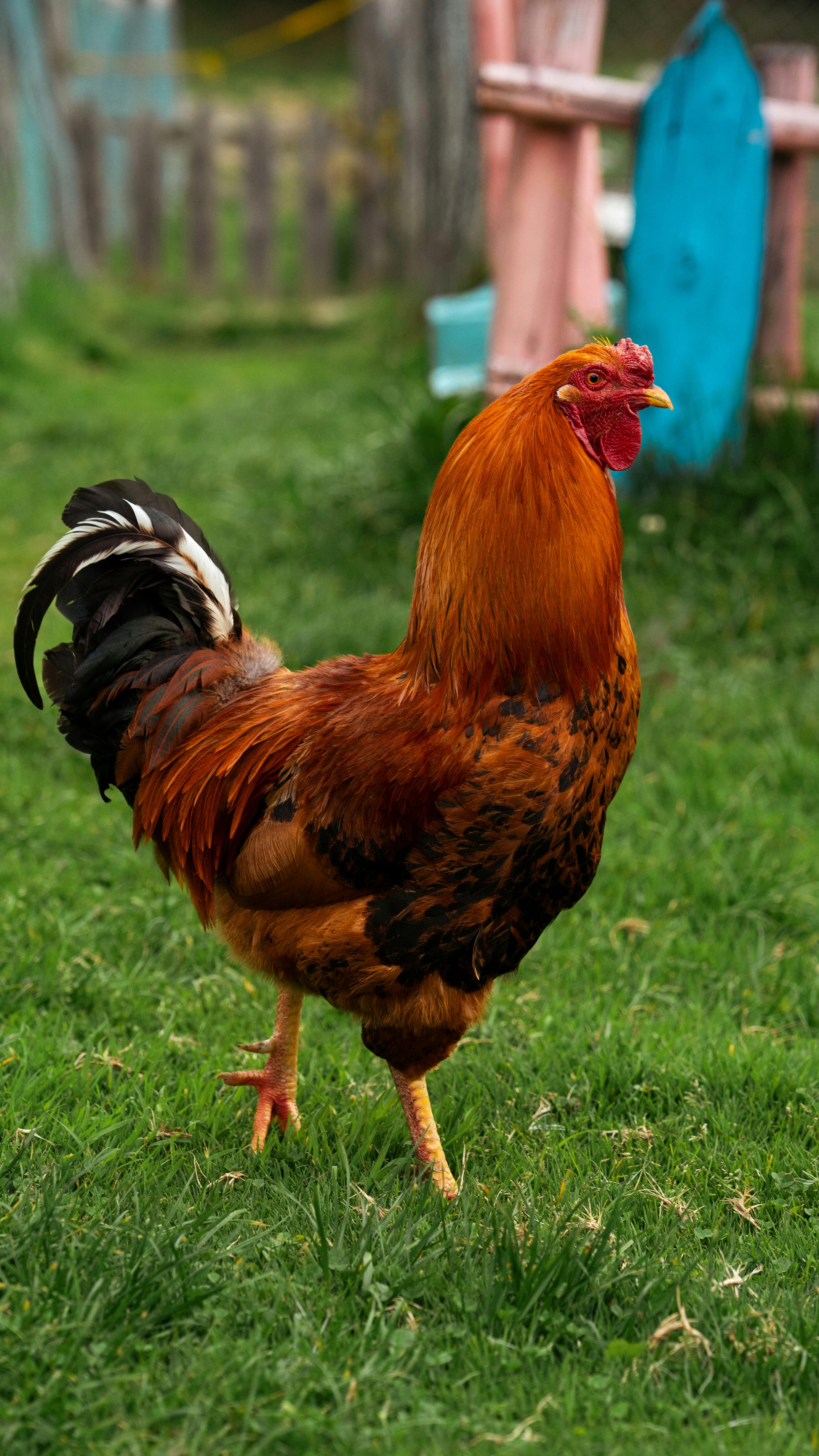 Close up of Hen · Free Stock Photo
