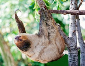 Sloth Photos, Download The BEST Free Sloth Stock Photos & HD Images