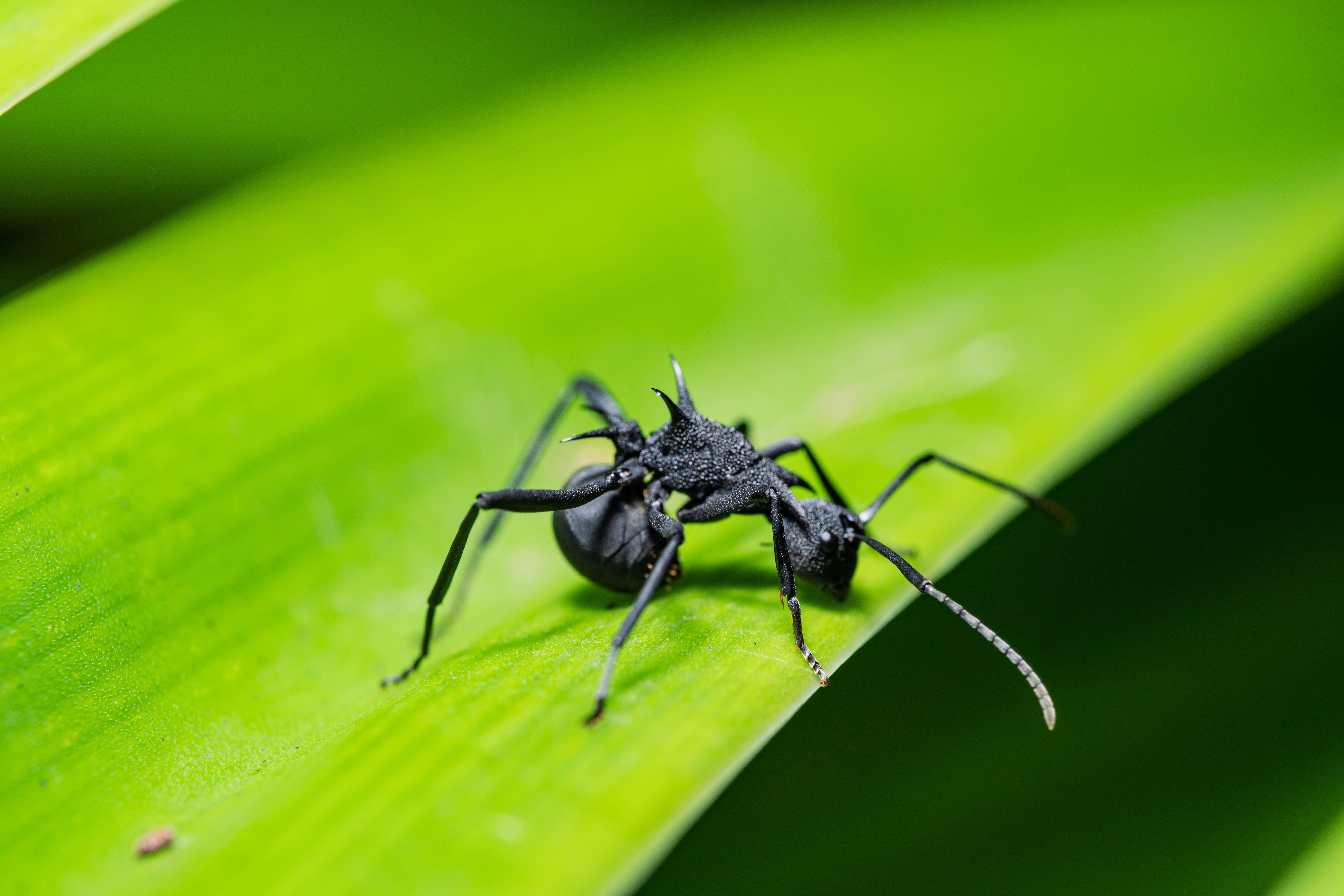 Ant on Leaf · Free Stock Photo