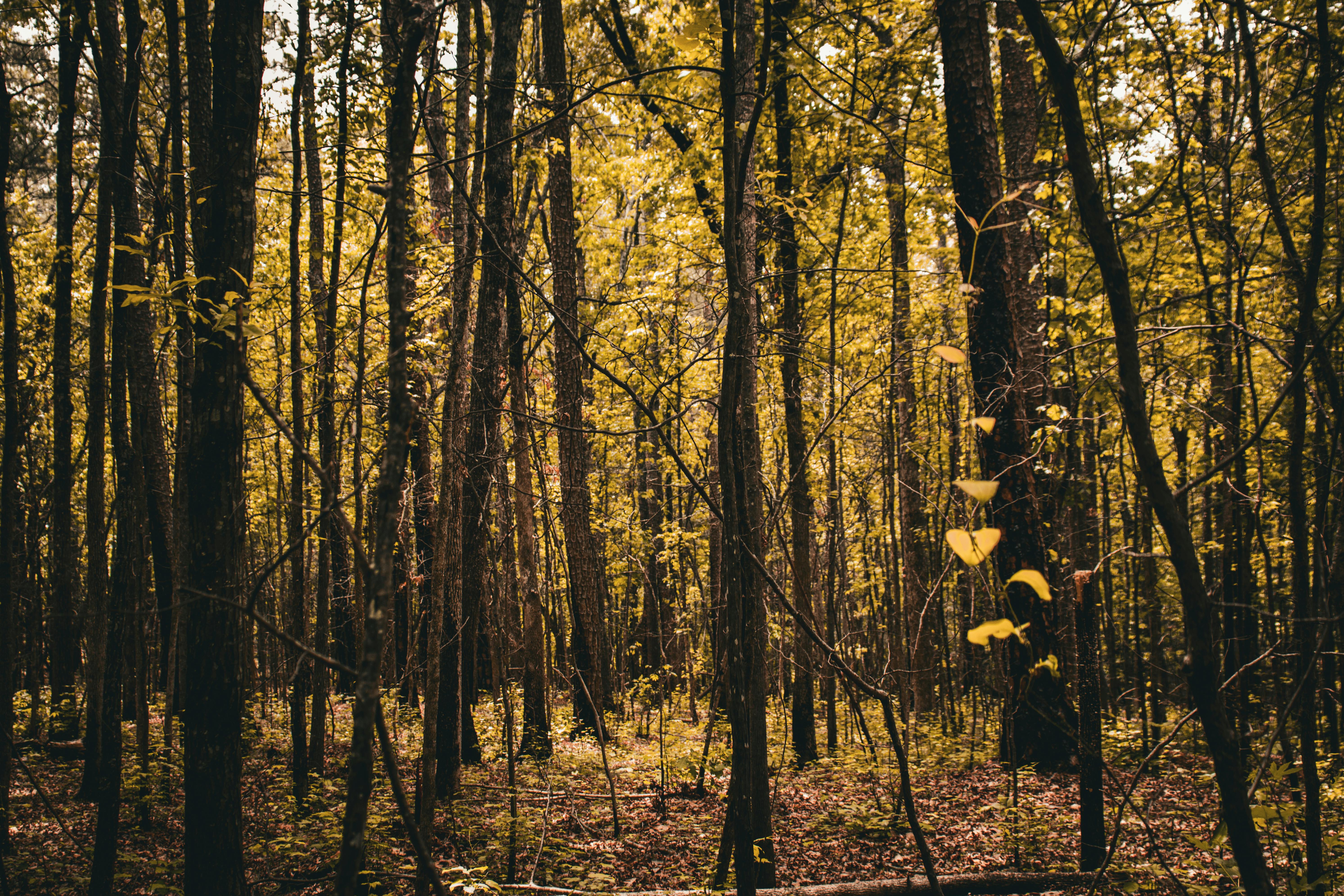 Trees in Deep Forest · Free Stock Photo