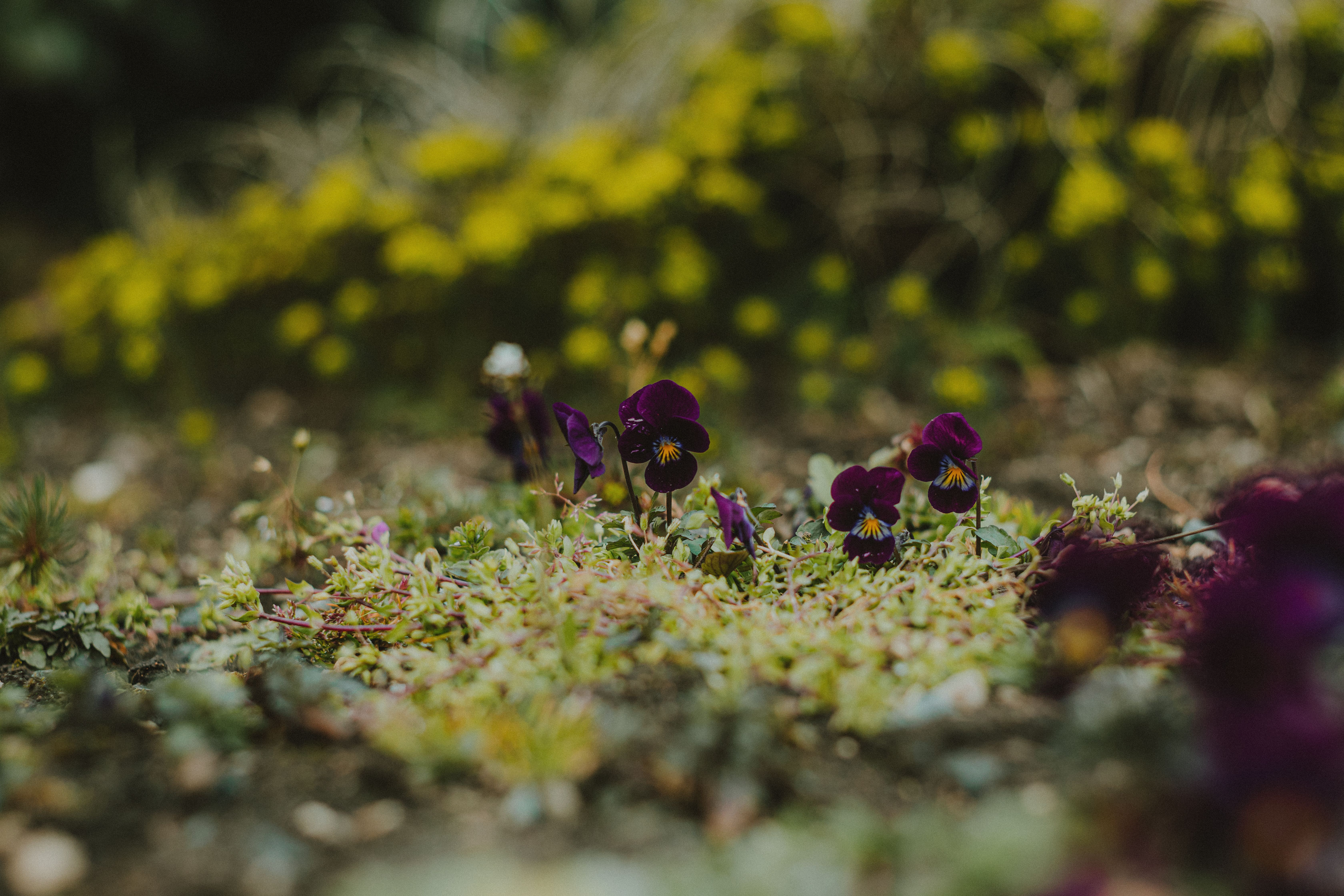Close up of Flowers on Ground · Free Stock Photo