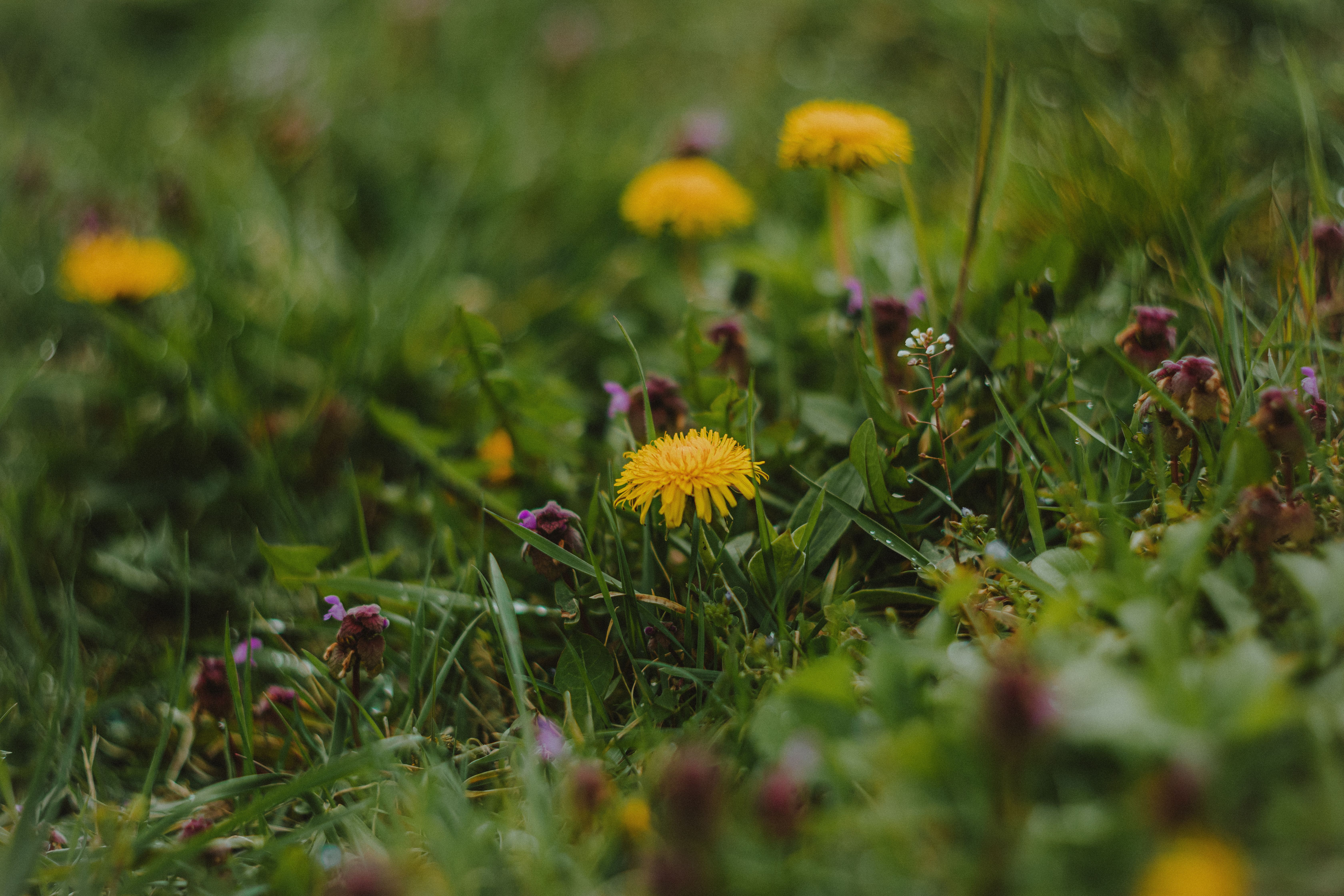 Close up of Dandelions · Free Stock Photo