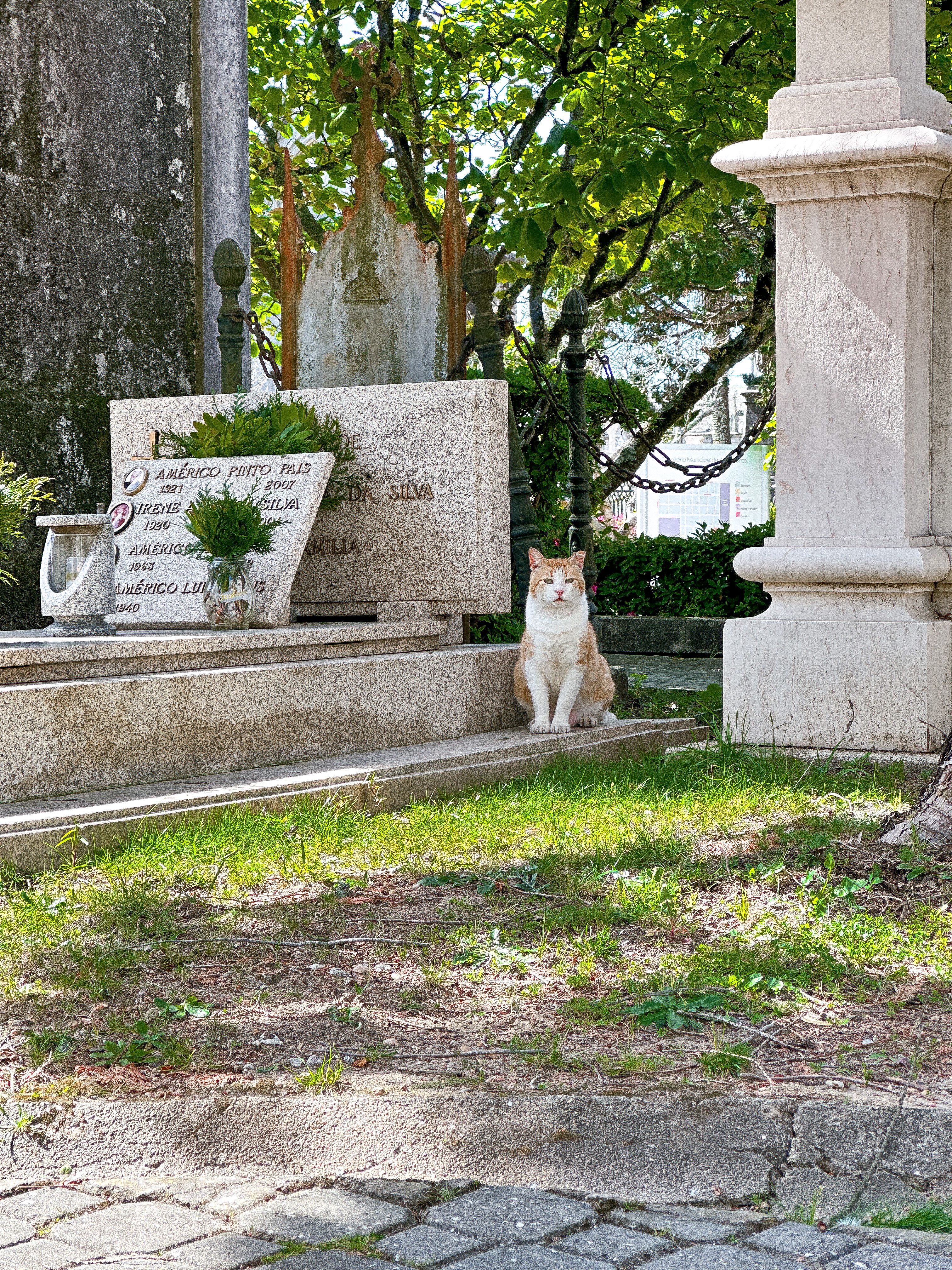 Cat at Agramonte Cemetery in Port · Free Stock Photo