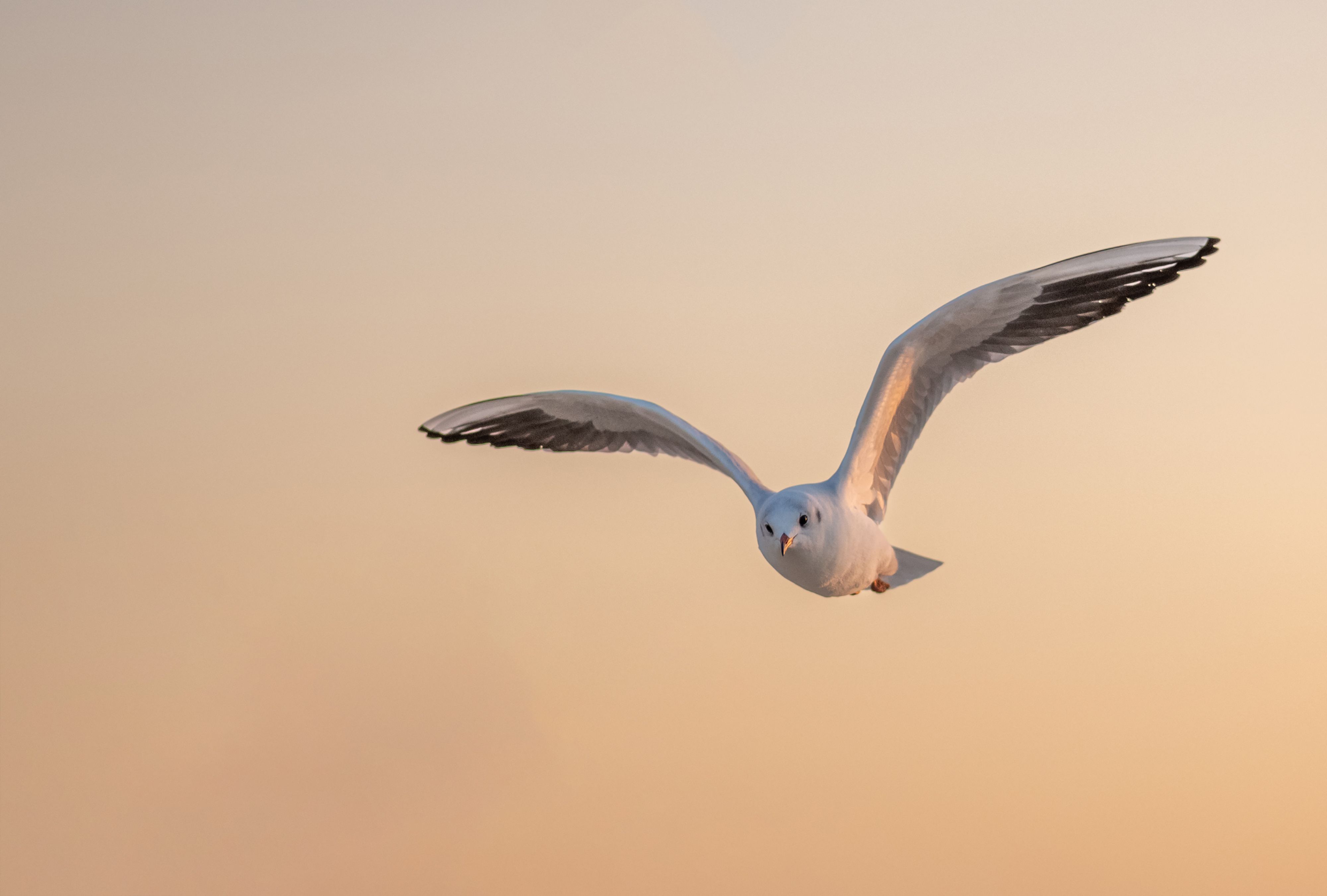Seagull flying over rocky cliff with plants · Free Stock Photo
