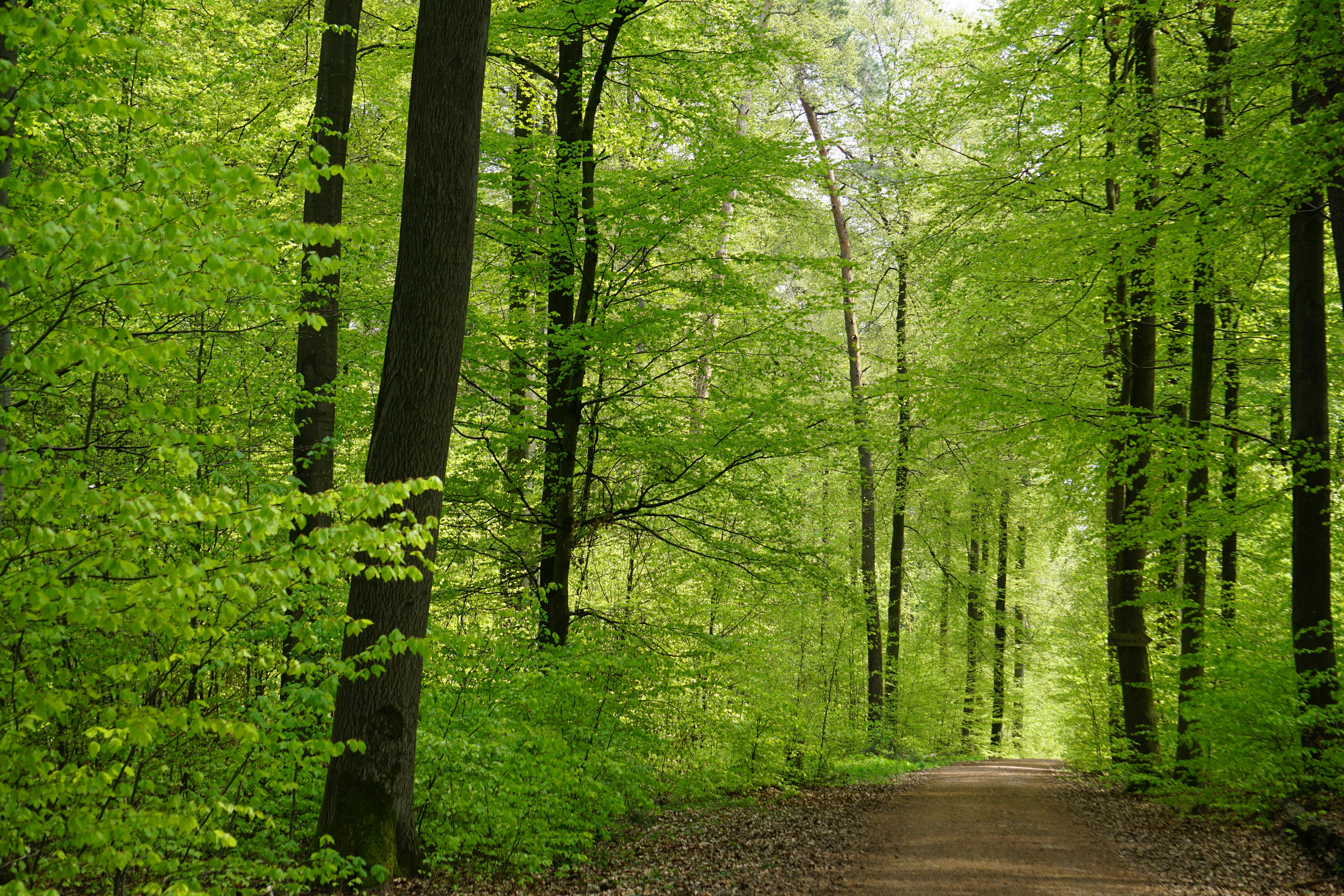 Dirt Road in Deep Forest · Free Stock Photo