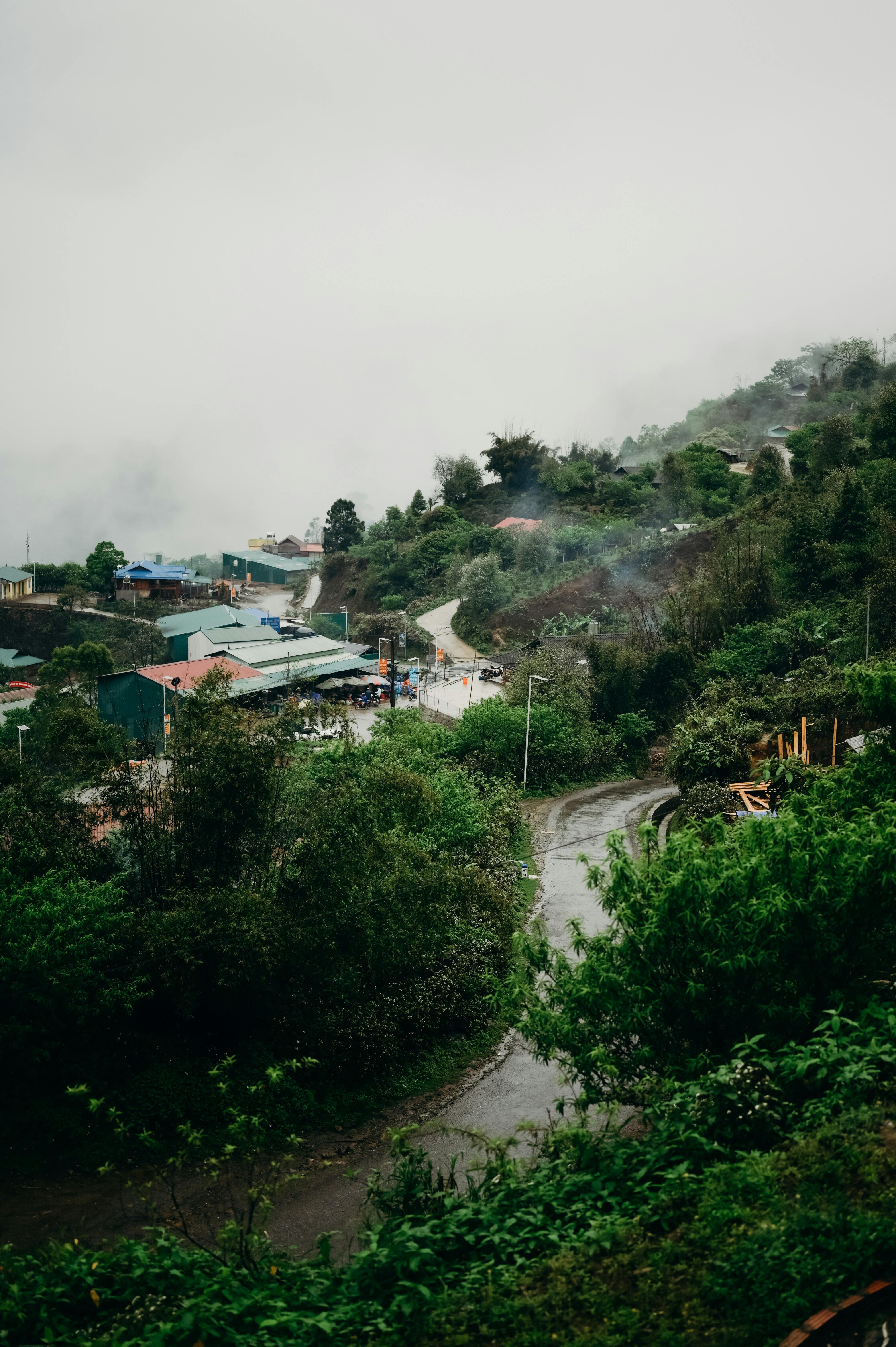 Trees around Road in Village · Free Stock Photo