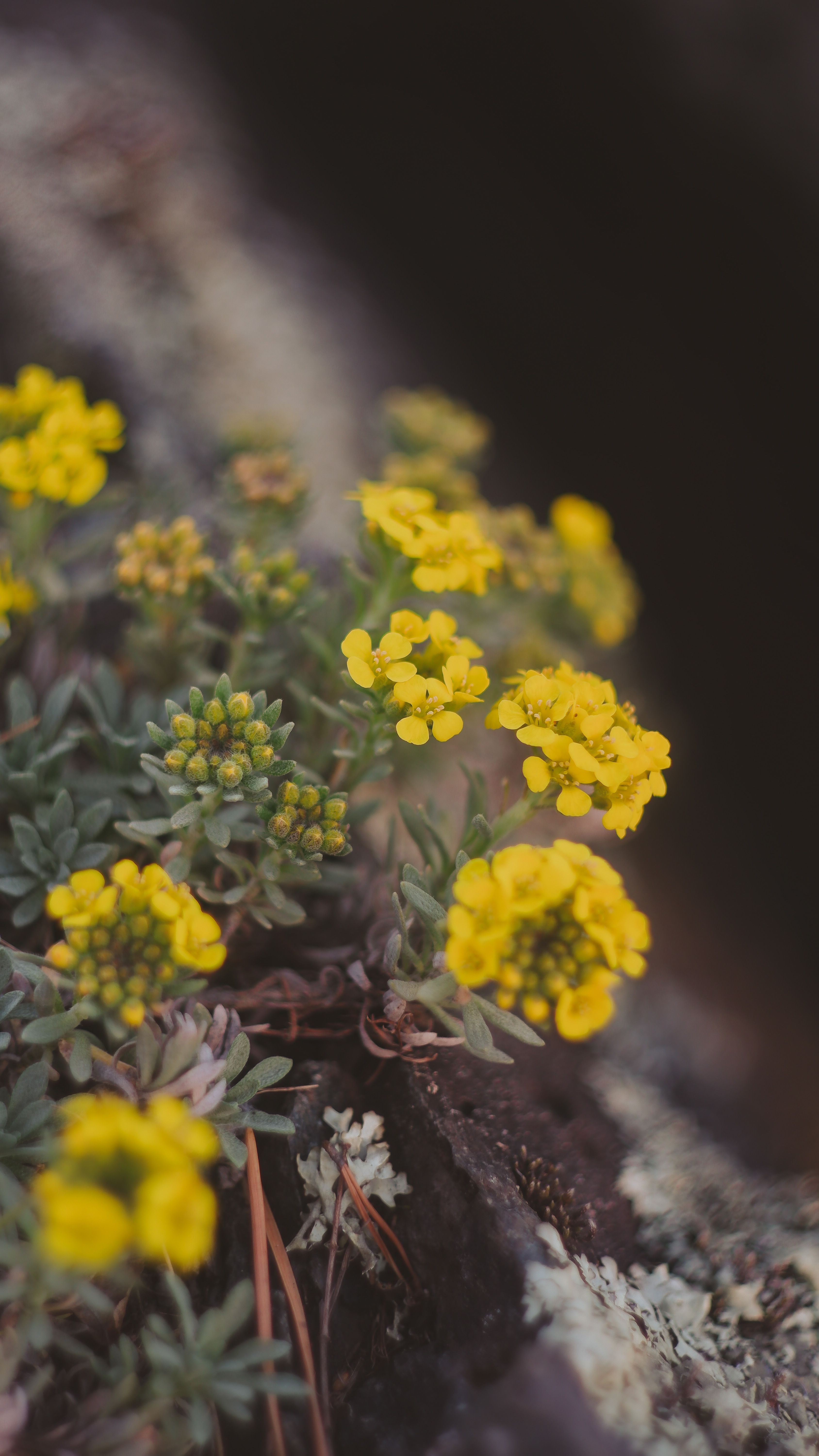 Close-up of Tiny Yellow Flowers · Free Stock Photo