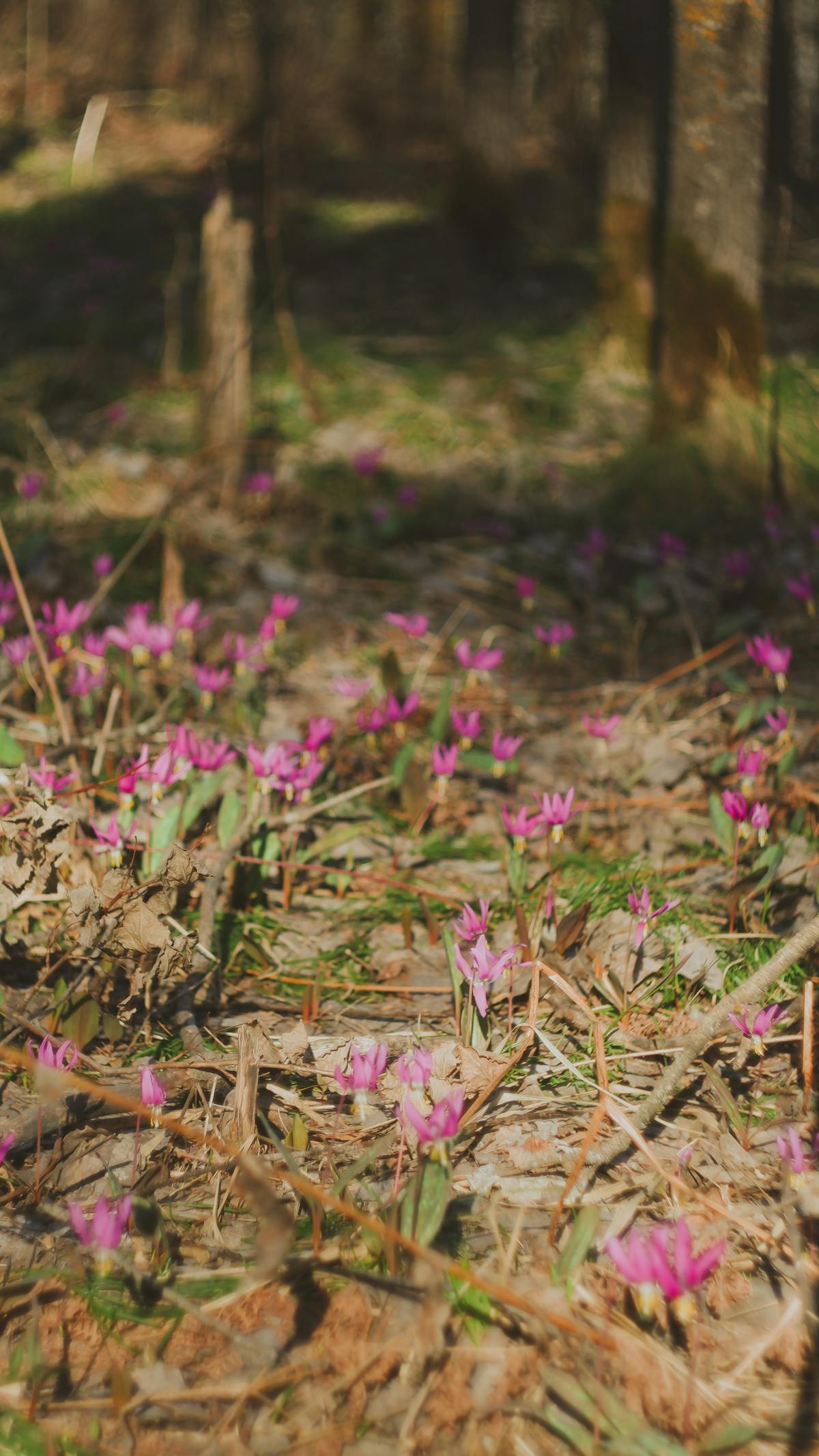 Forest Purple Flowers Photos, Download The BEST Free Forest Purple ...
