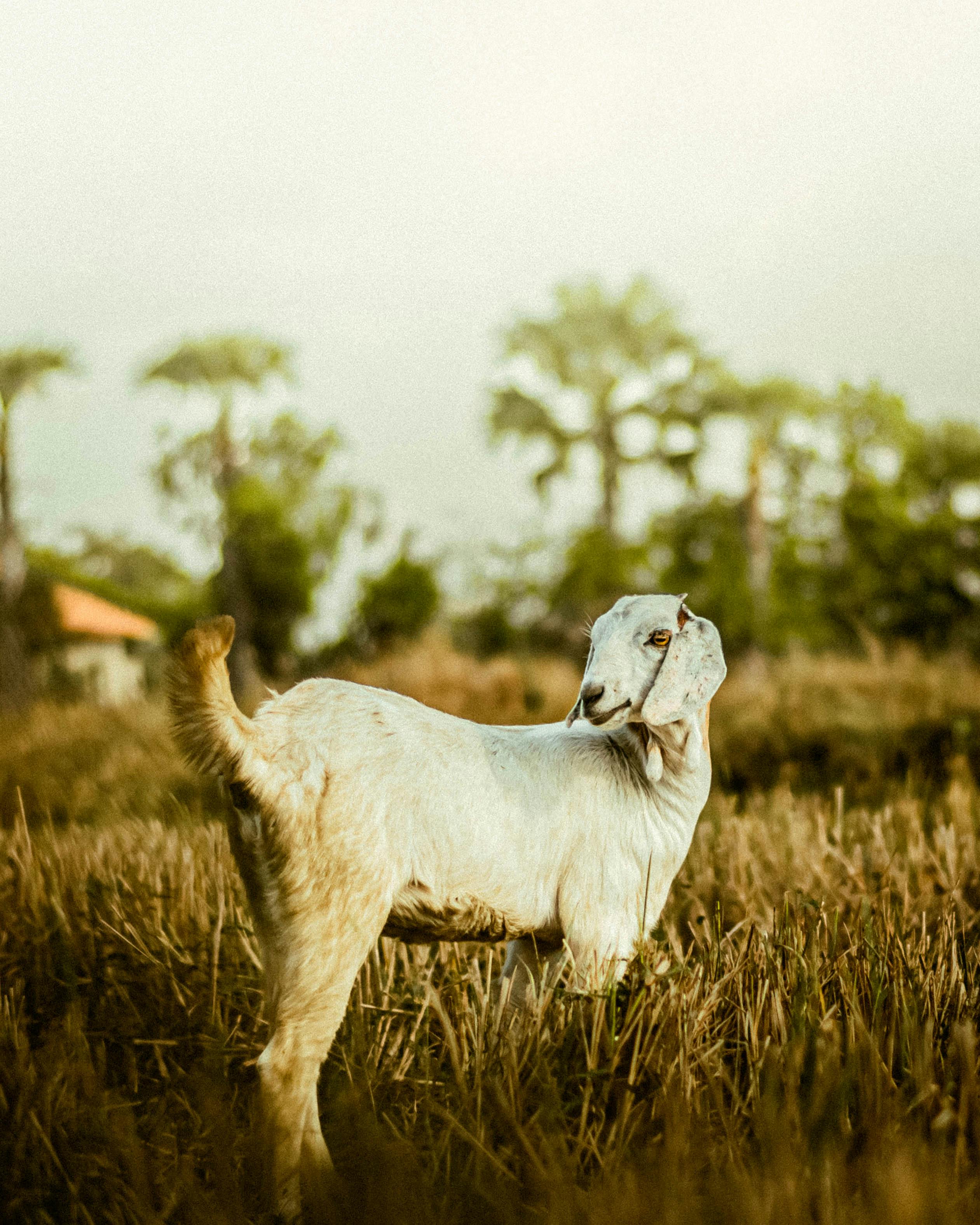 Single Goat Photos, Download The BEST Free Single Goat Stock Photos ...