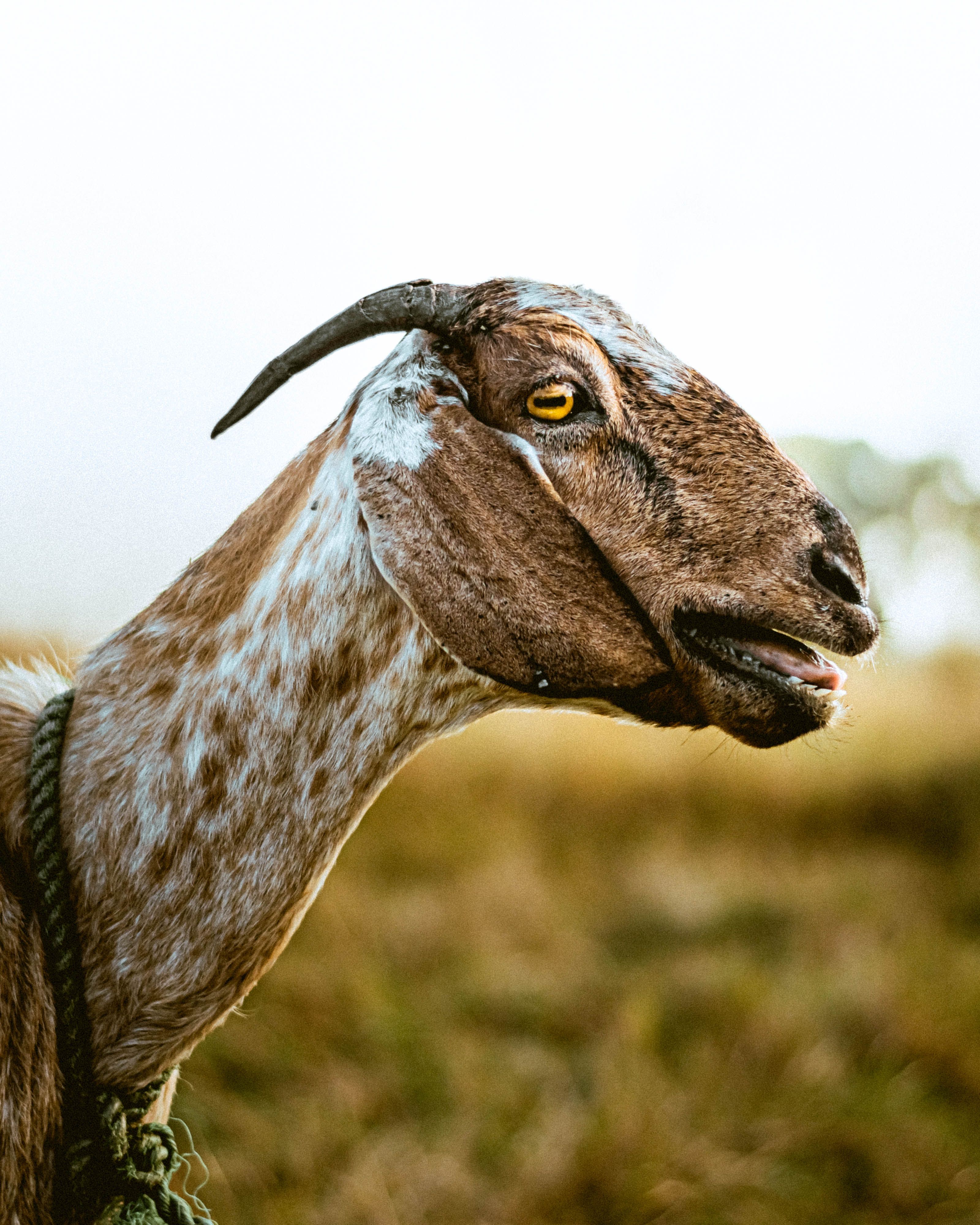 Portrait of Goat · Free Stock Photo