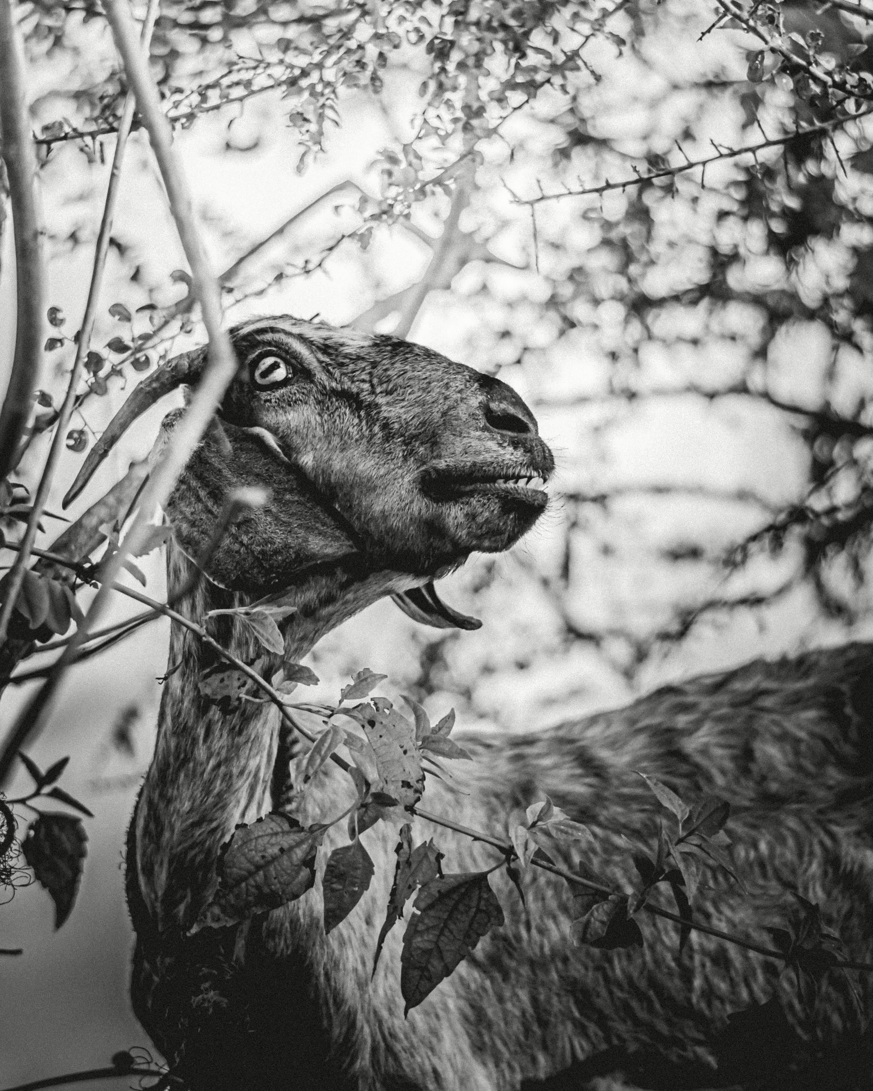 Herd Of Goats Photos, Download The BEST Free Herd Of Goats Stock Photos ...
