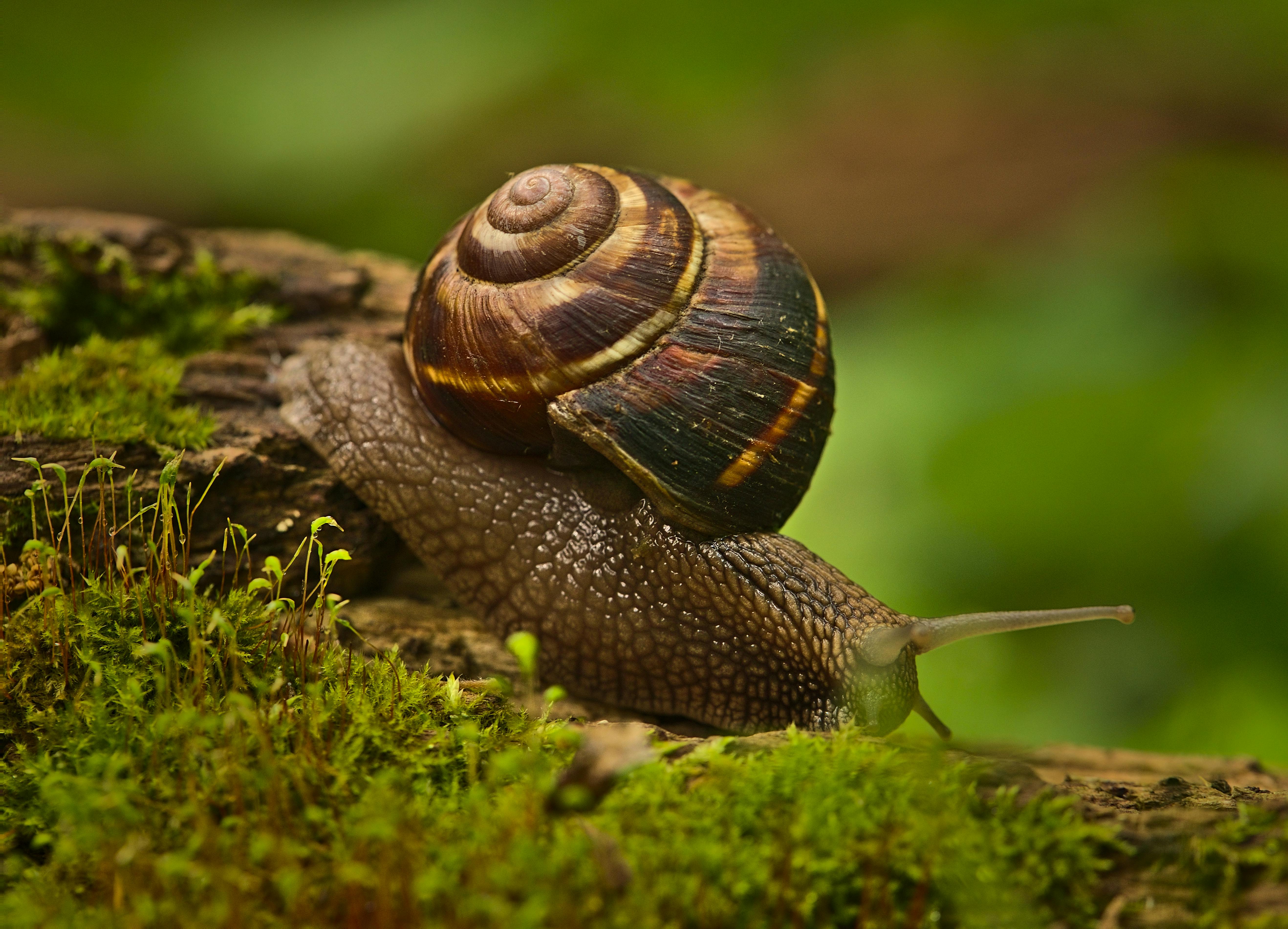 Close up of Snail · Free Stock Photo