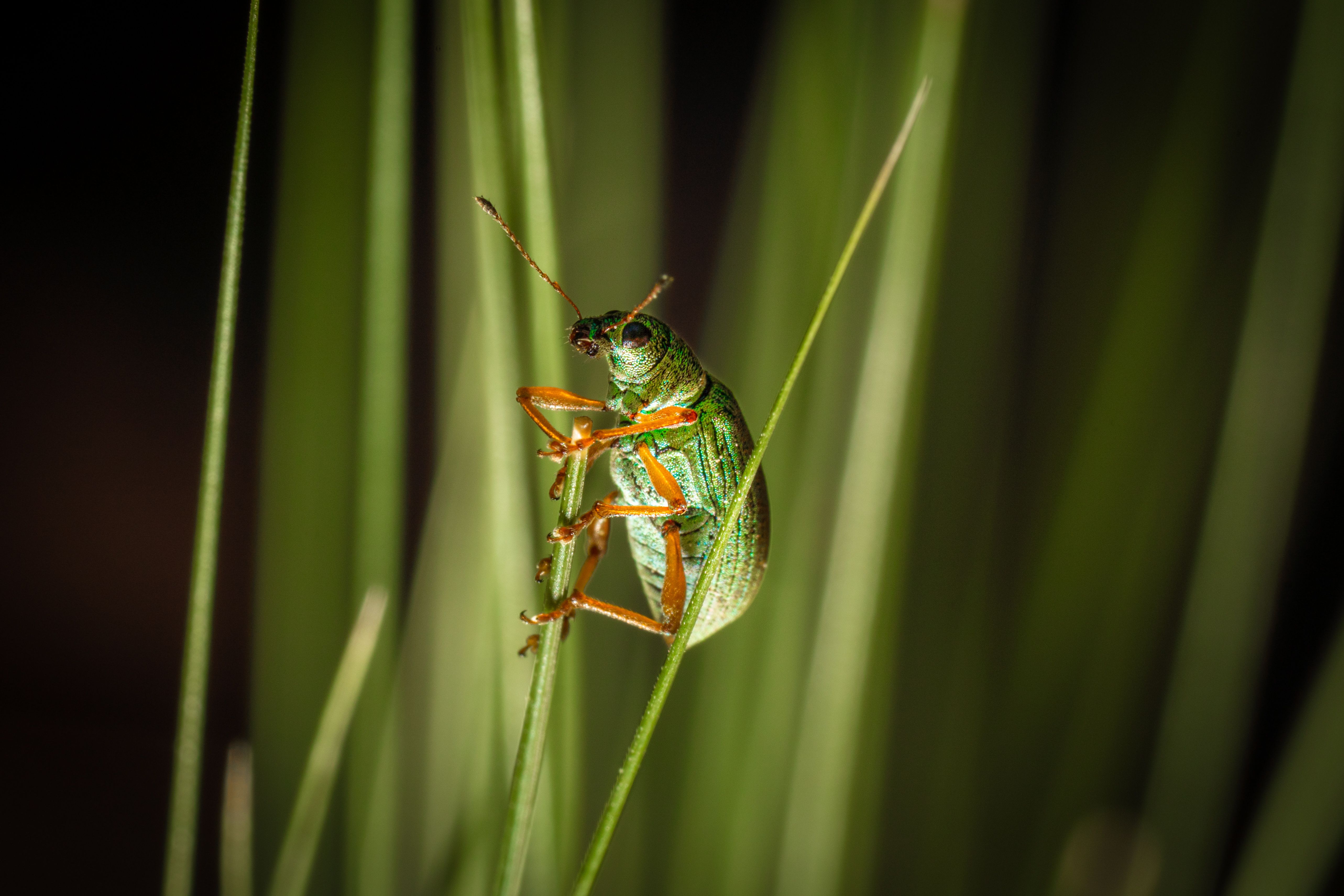 Close-up of a Bug on a Blade of Grass · Free Stock Photo