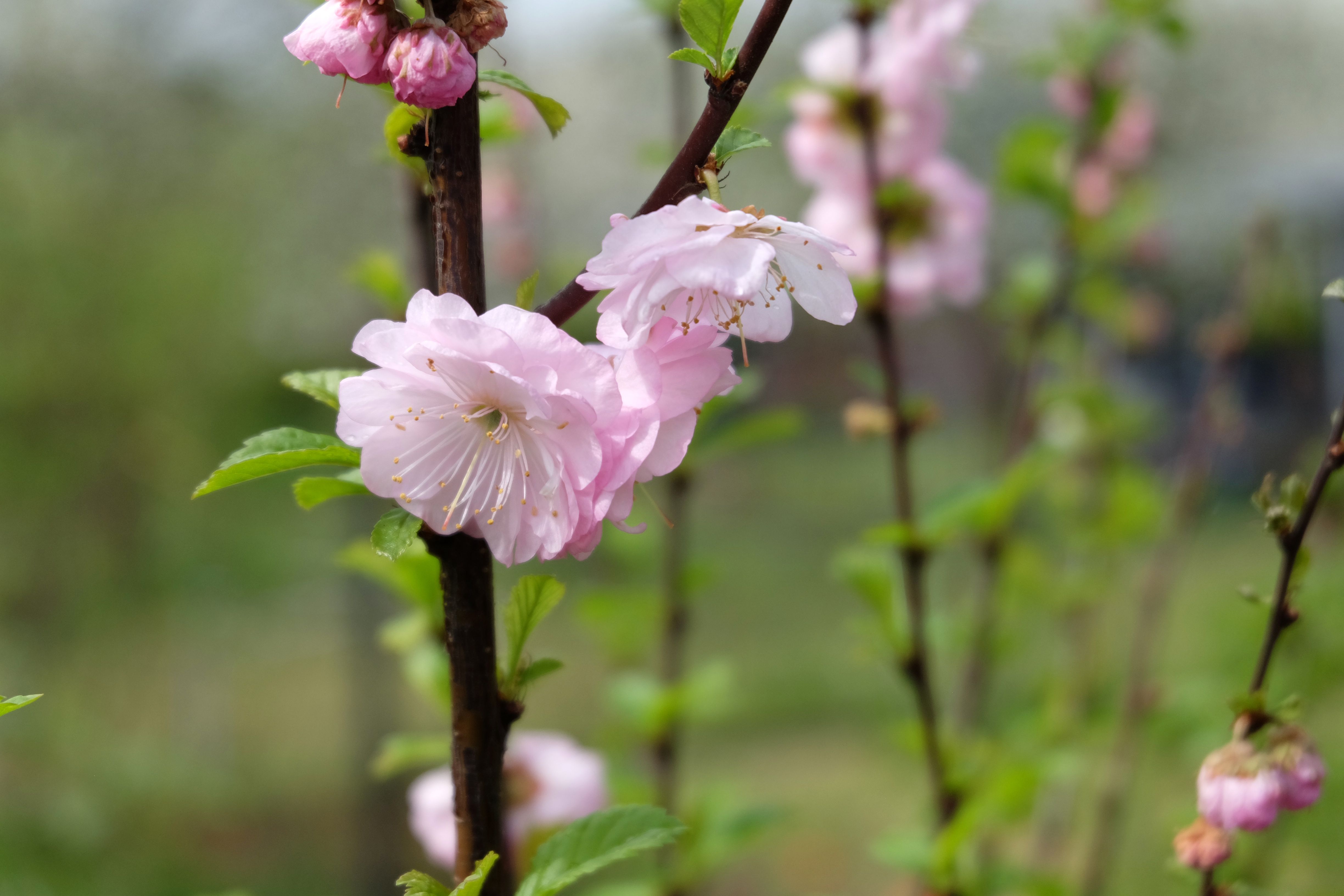 Dalia Bloem Photos, Download The BEST Free Dalia Bloem Stock Photos ...