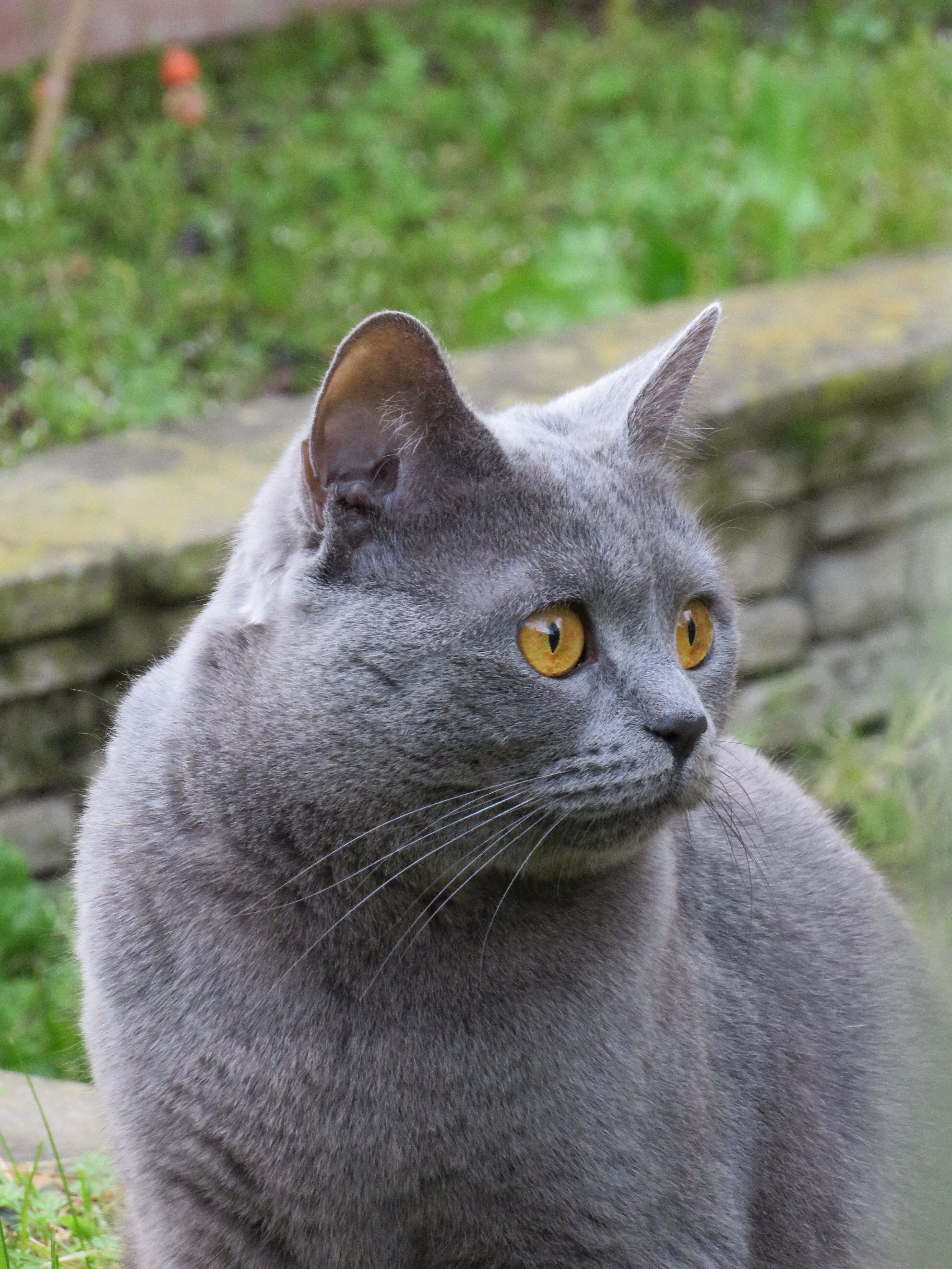 A Gray Cat Lying Down · Free Stock Photo