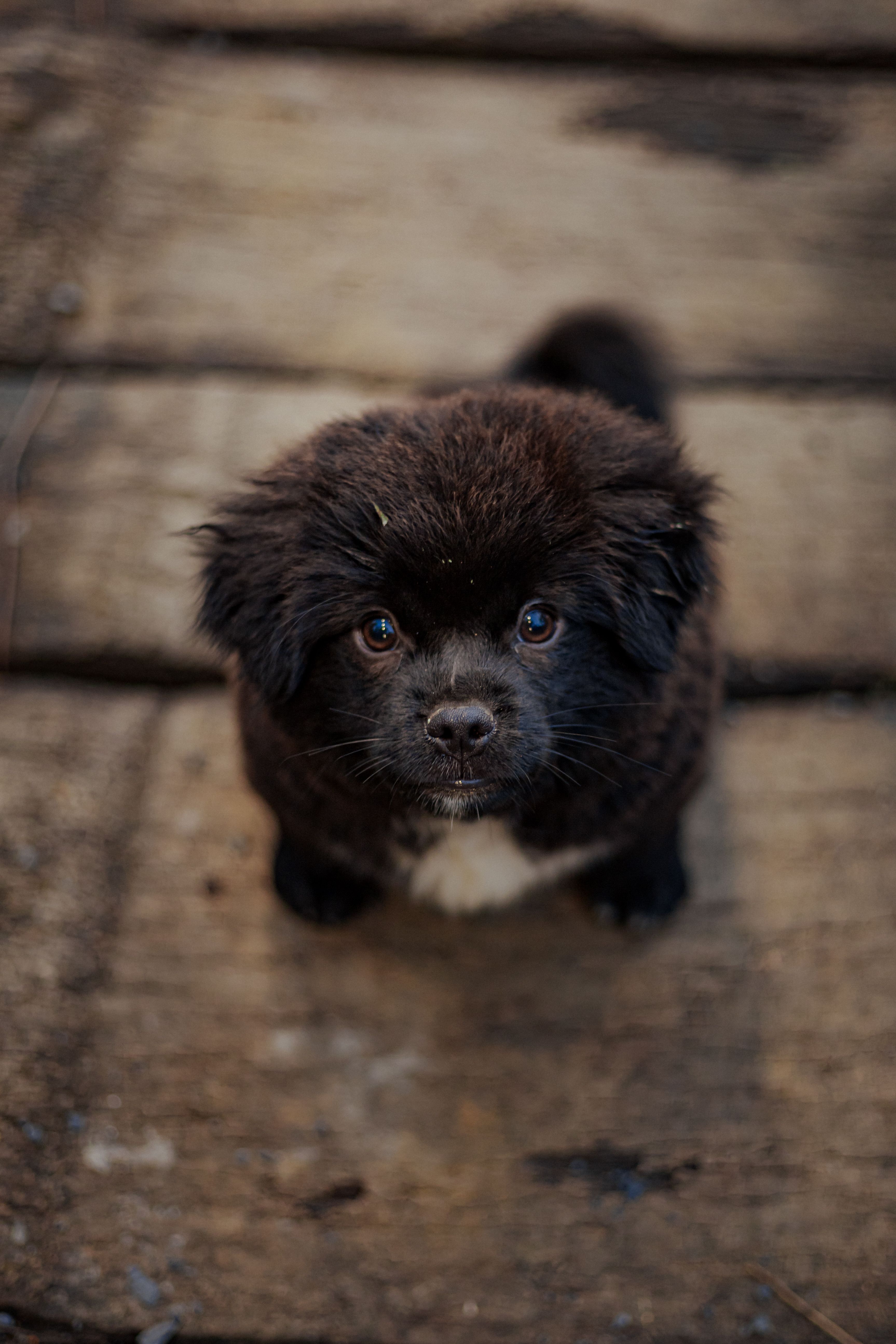 A Puppy with Black Fluffy Fur · Free Stock Photo