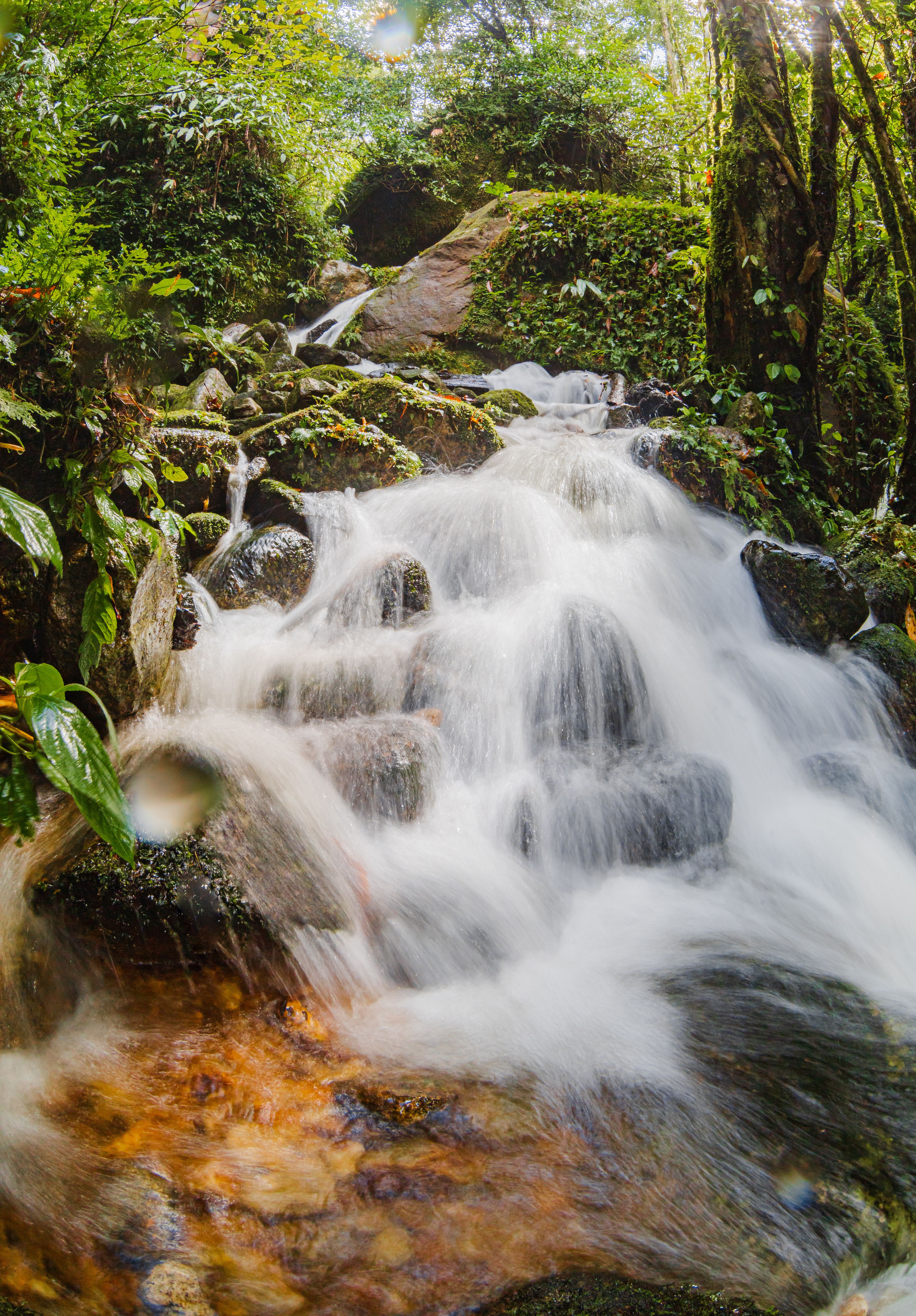 Close up of Stream in Forest · Free Stock Photo