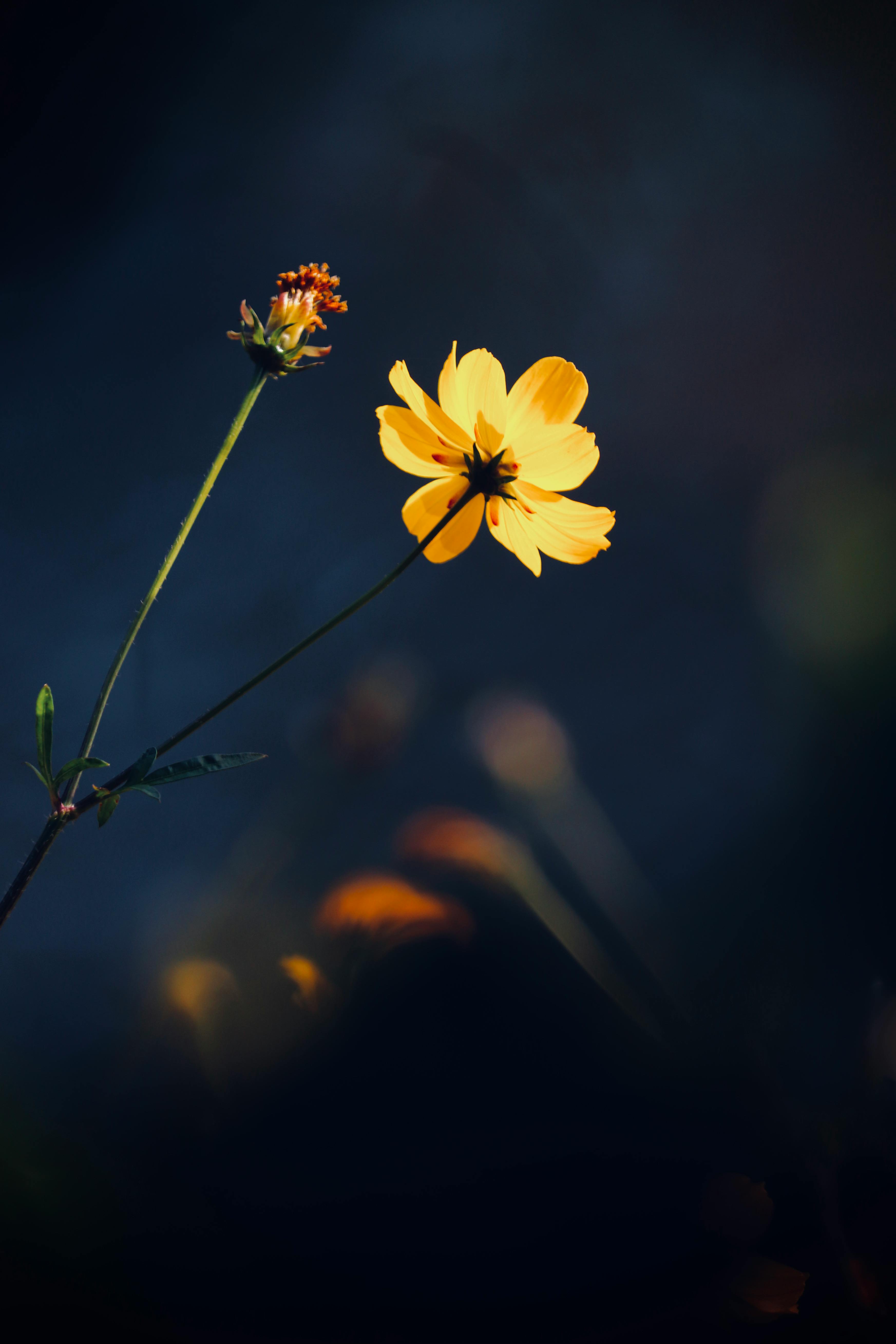 Carolyn Shearer - Photography
