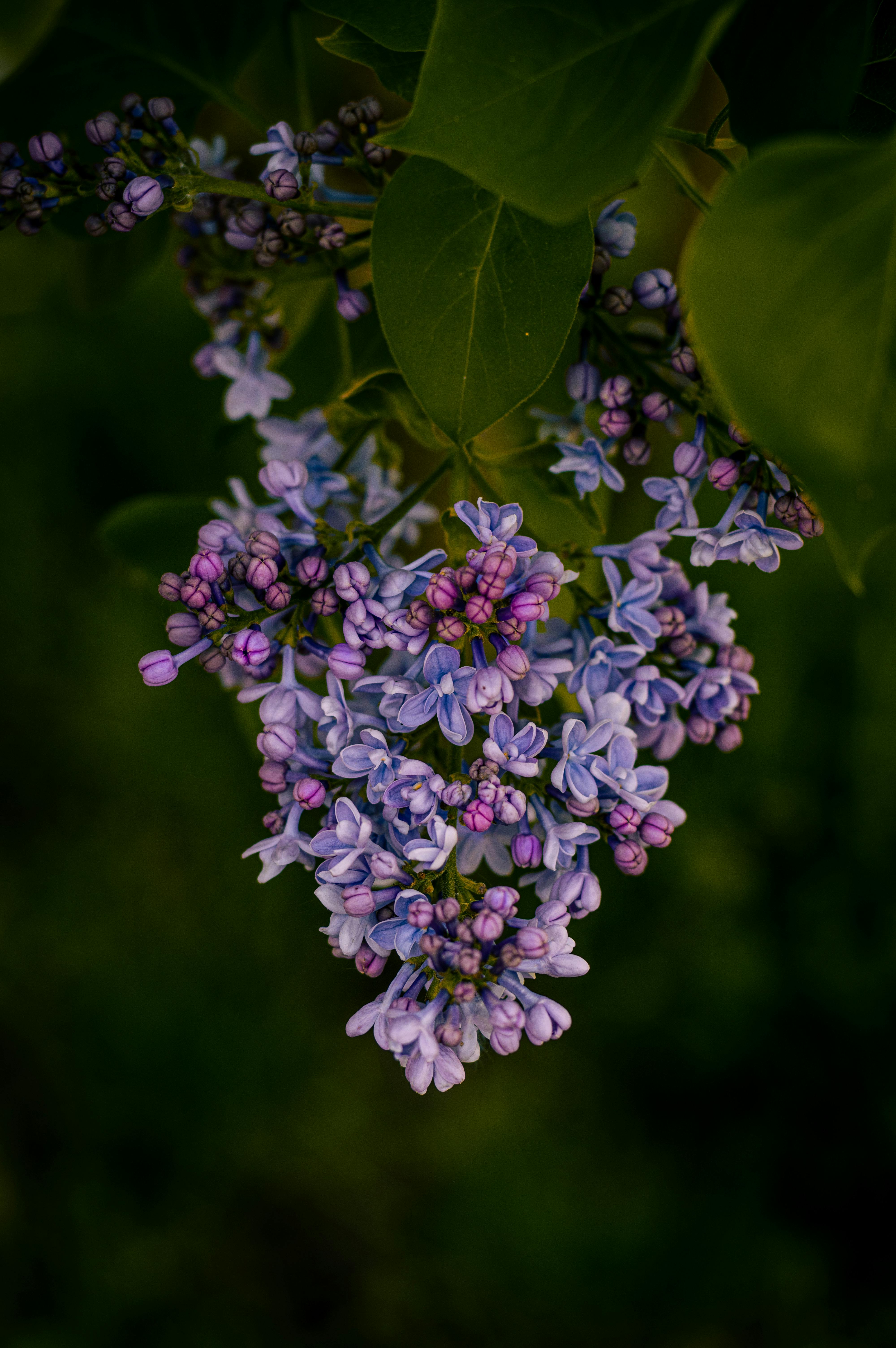 Purple, Spring Blossoms · Free Stock Photo