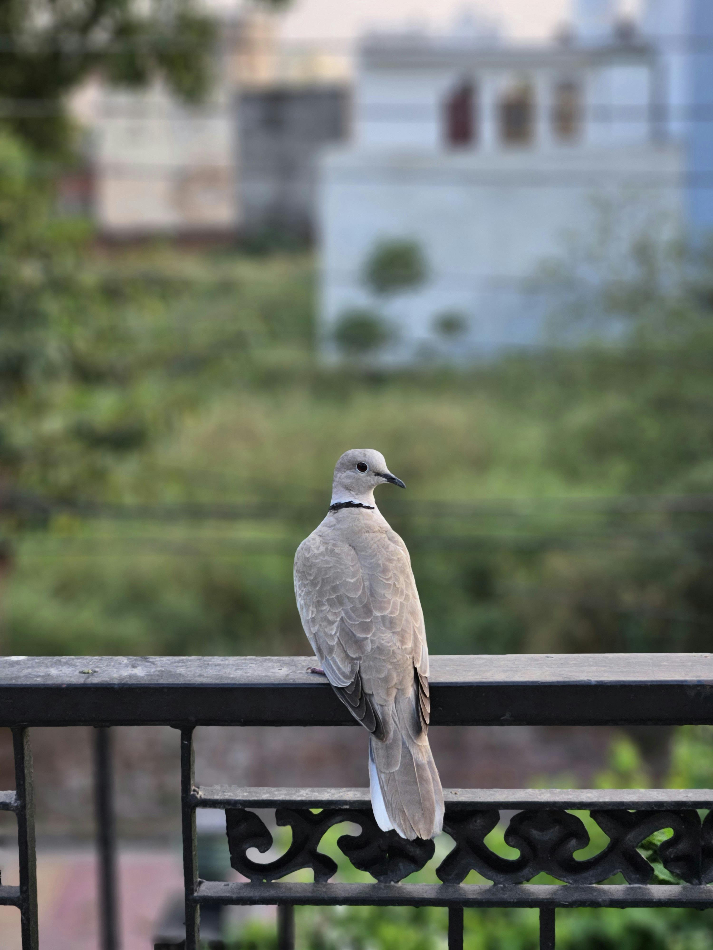 Wildlife Railings Photos, Download The BEST Free Wildlife Railings ...