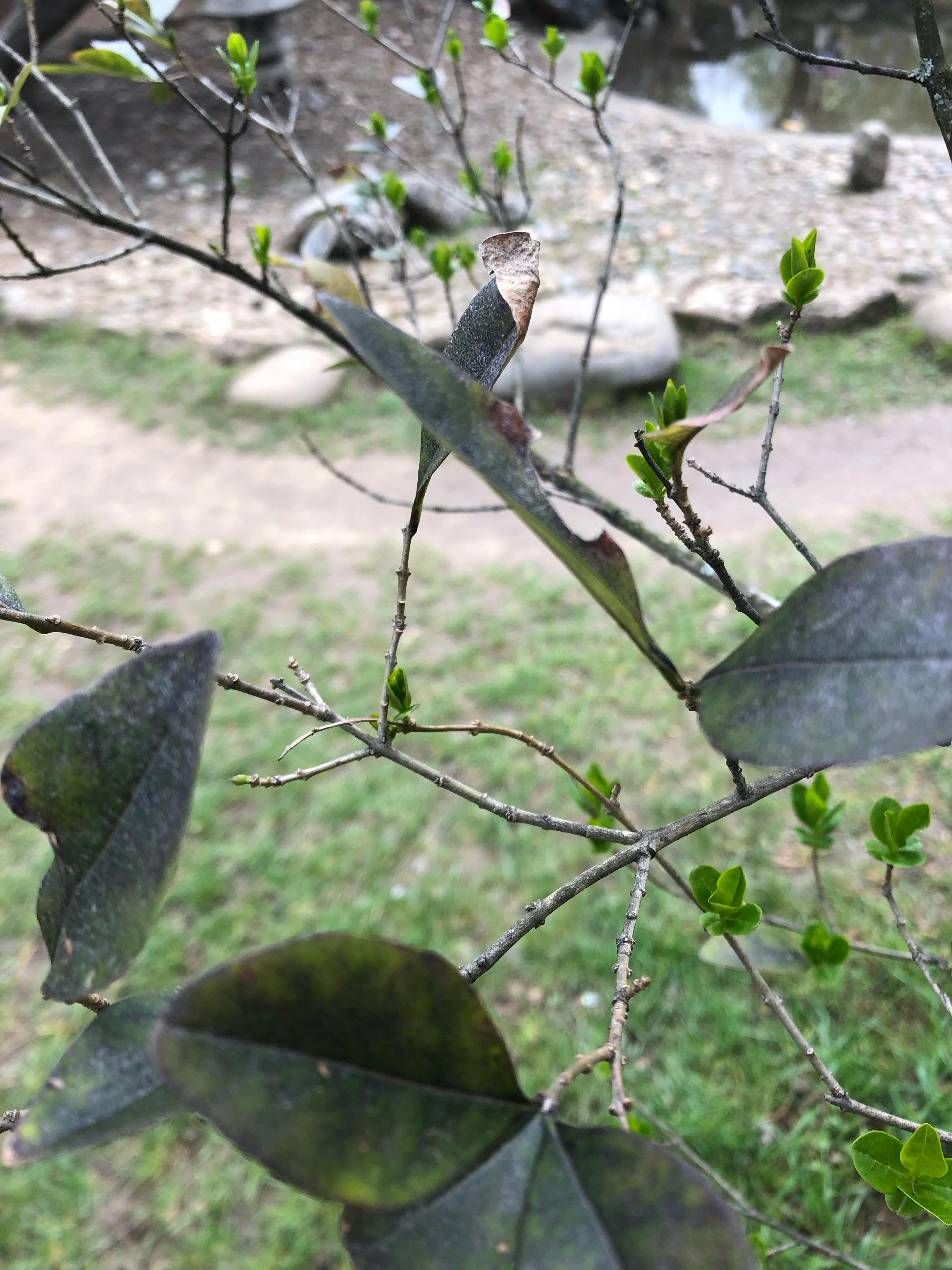 Albert Roman – Fotografie