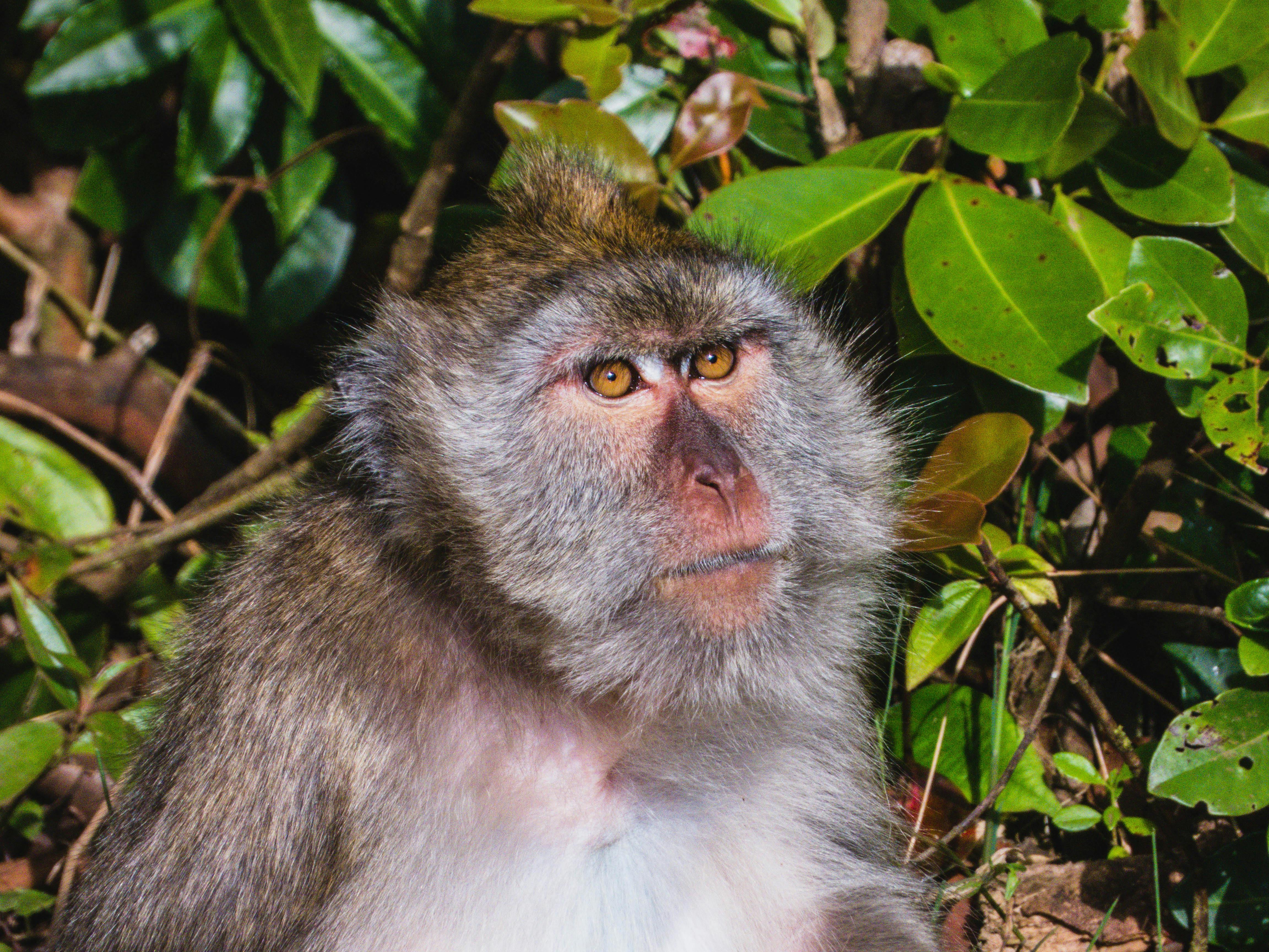 Macaque Photos, Download The BEST Free Macaque Stock Photos & HD Images