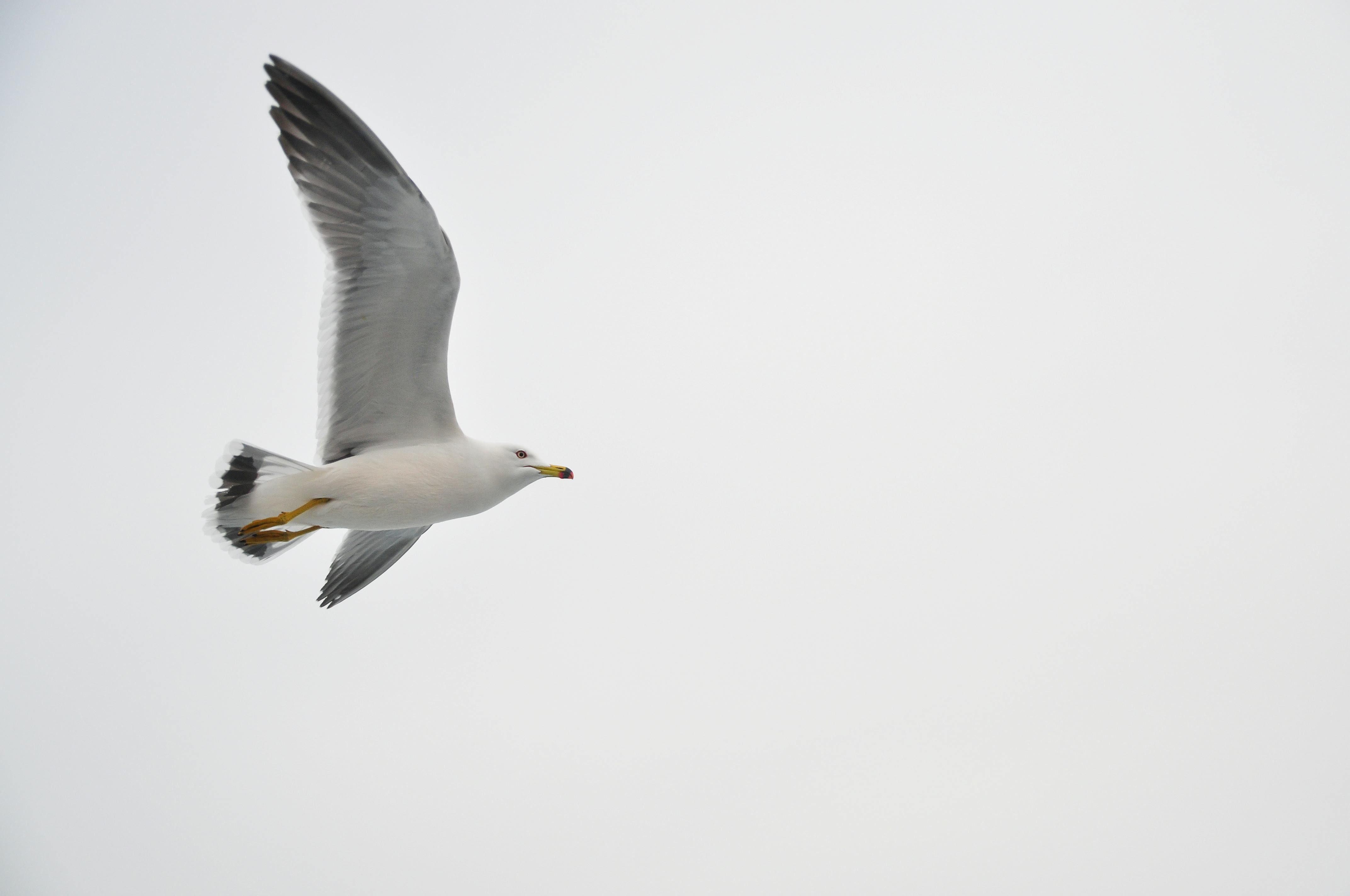 Close-up of a Flying Seagull · Free Stock Photo