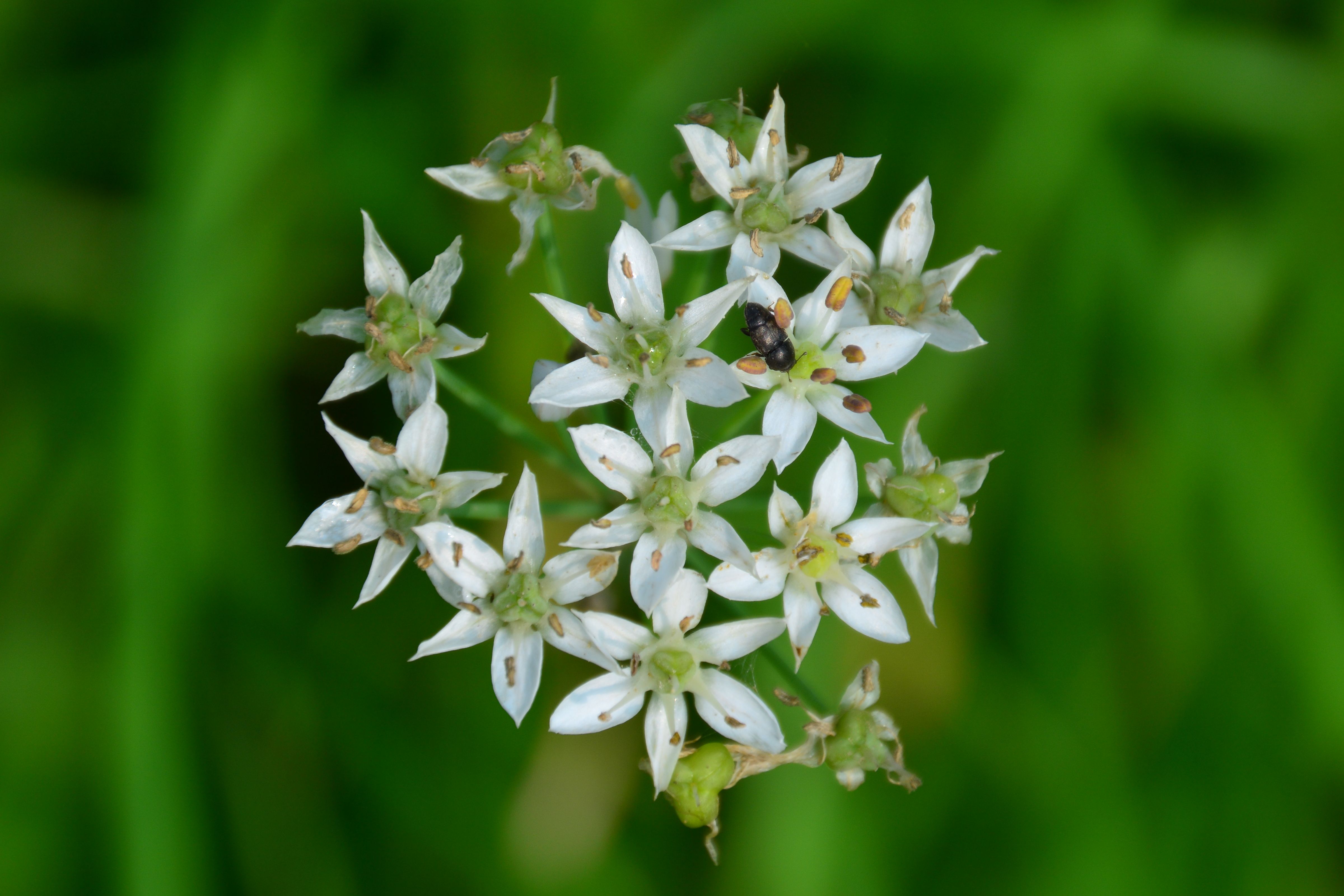 Close-up of an Insect on White Flowers · Free Stock Photo