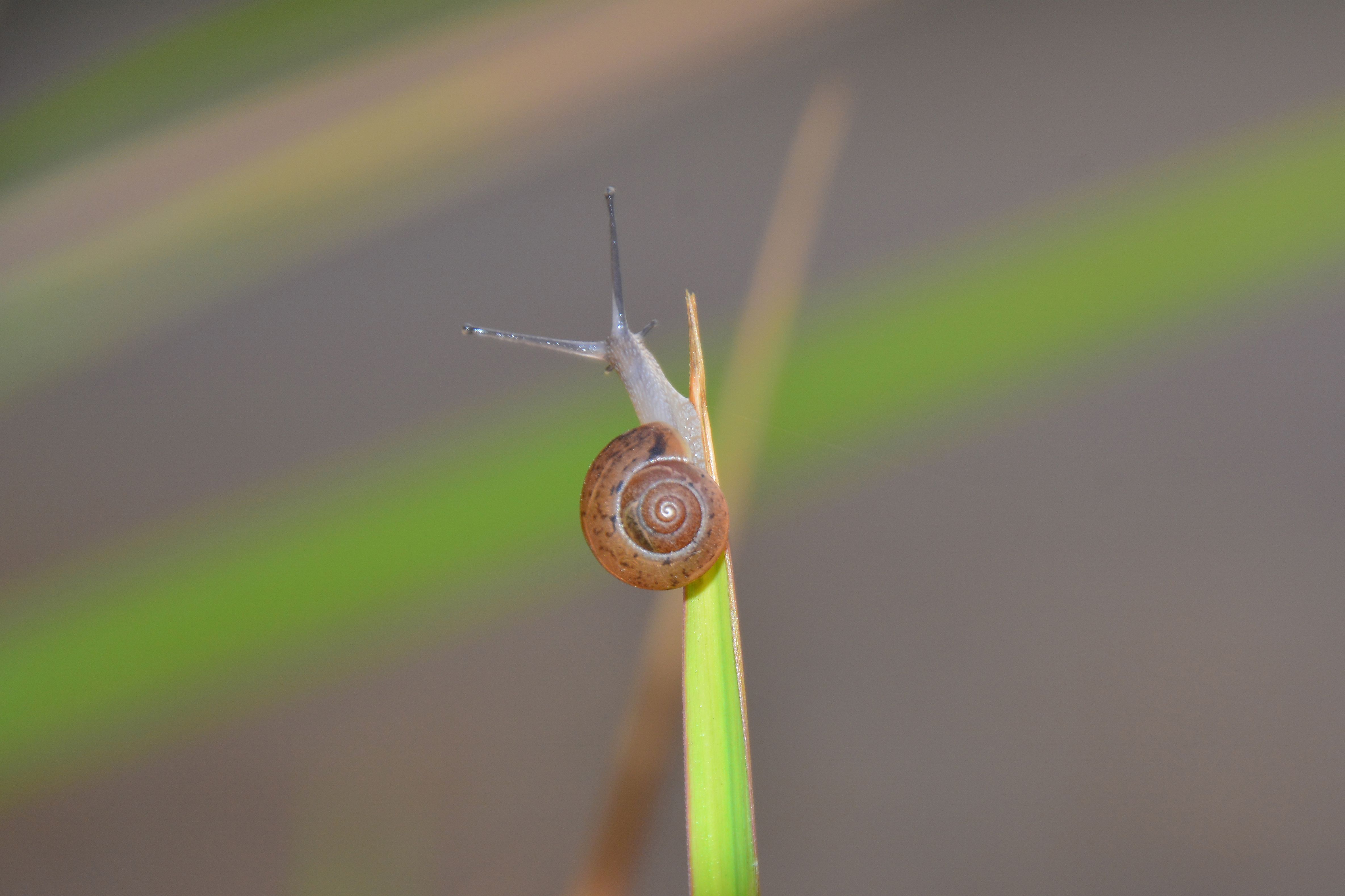 Close-up of a Snail on the Blade of Grass · Free Stock Photo