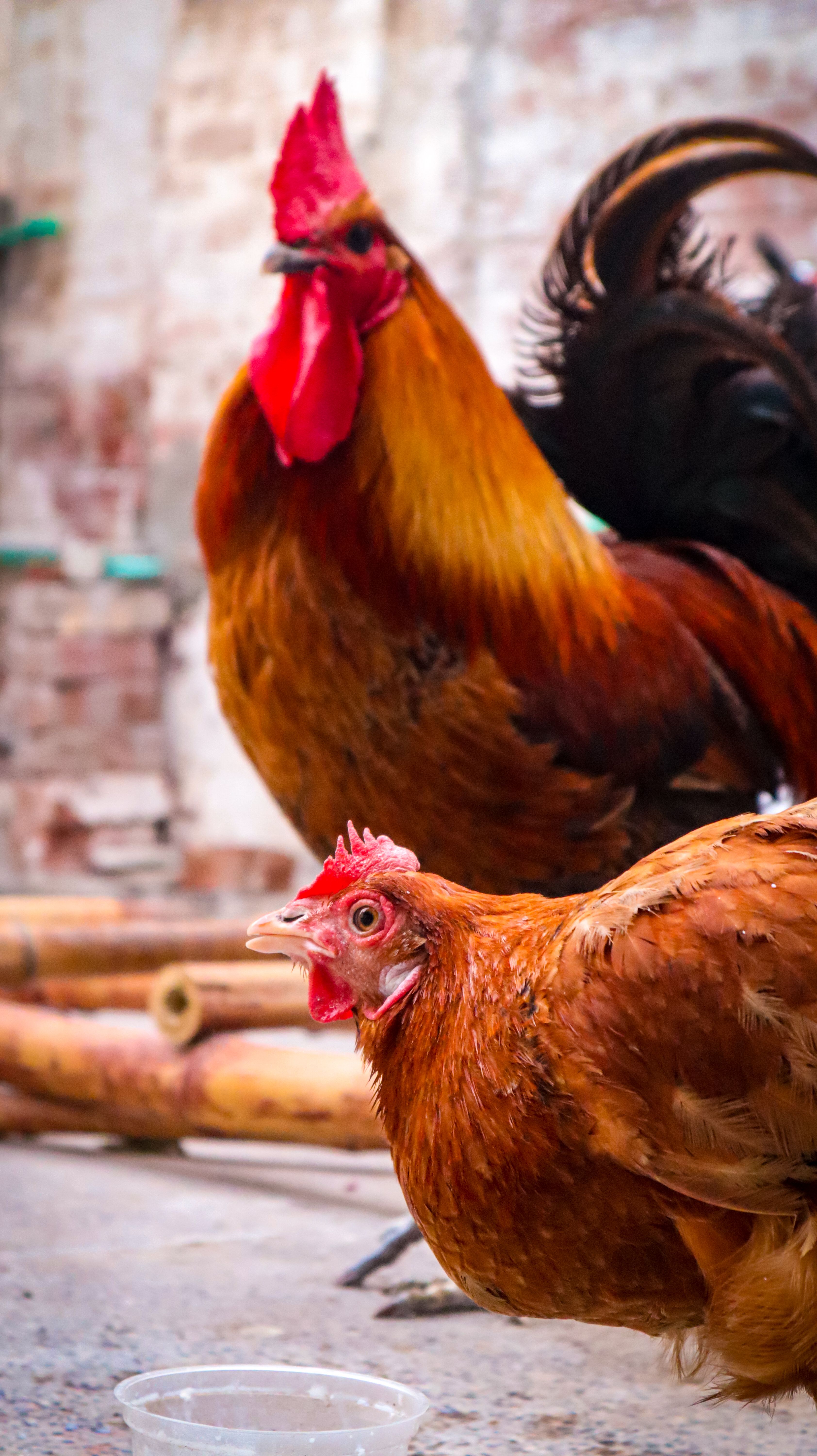 Two Brown Hen and One Red Rooster · Free Stock Photo
