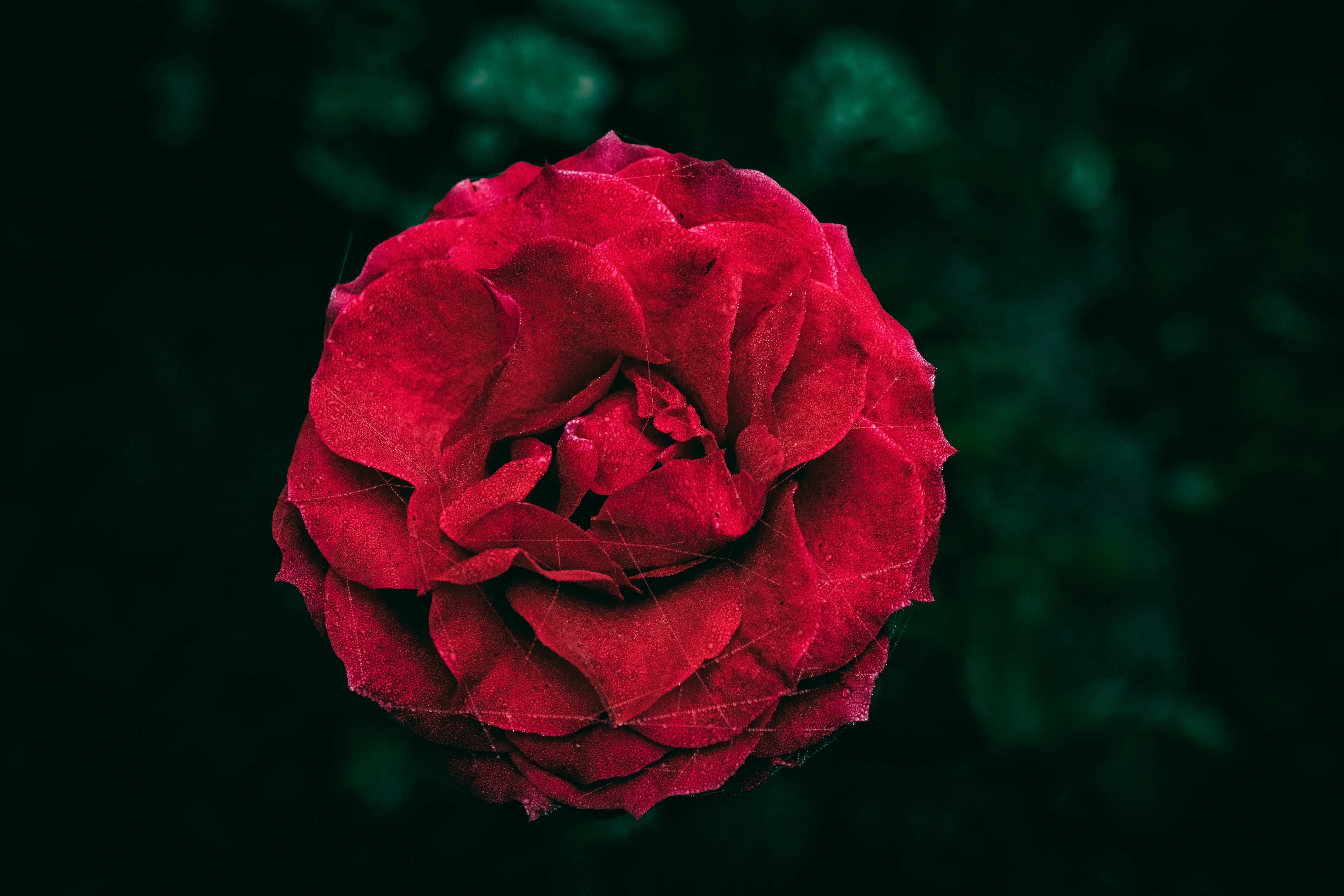 Rain Droplets On Roses