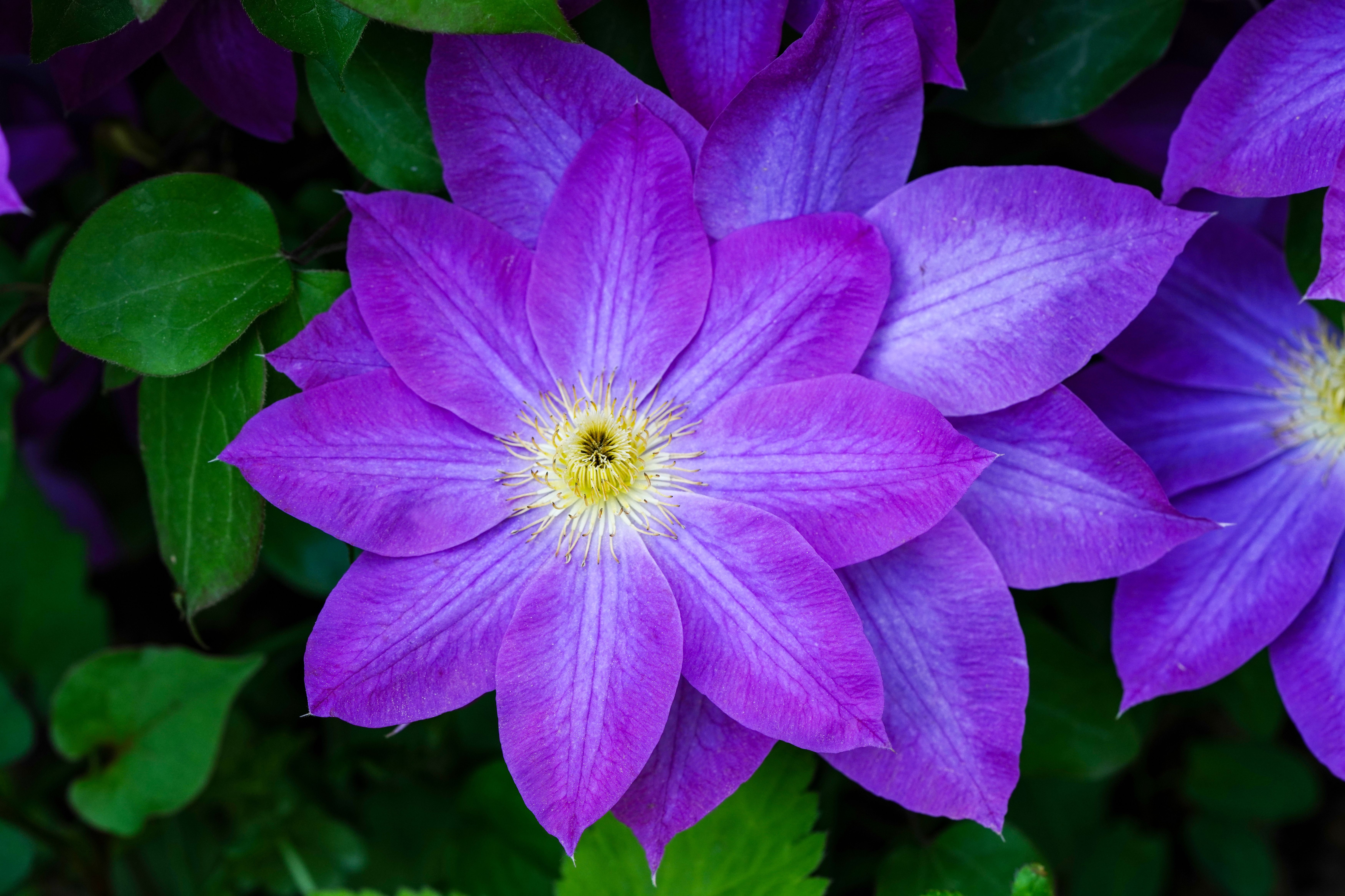 Foto de stock gratuita sobre belleza, brillante, clemátide flor de la ...