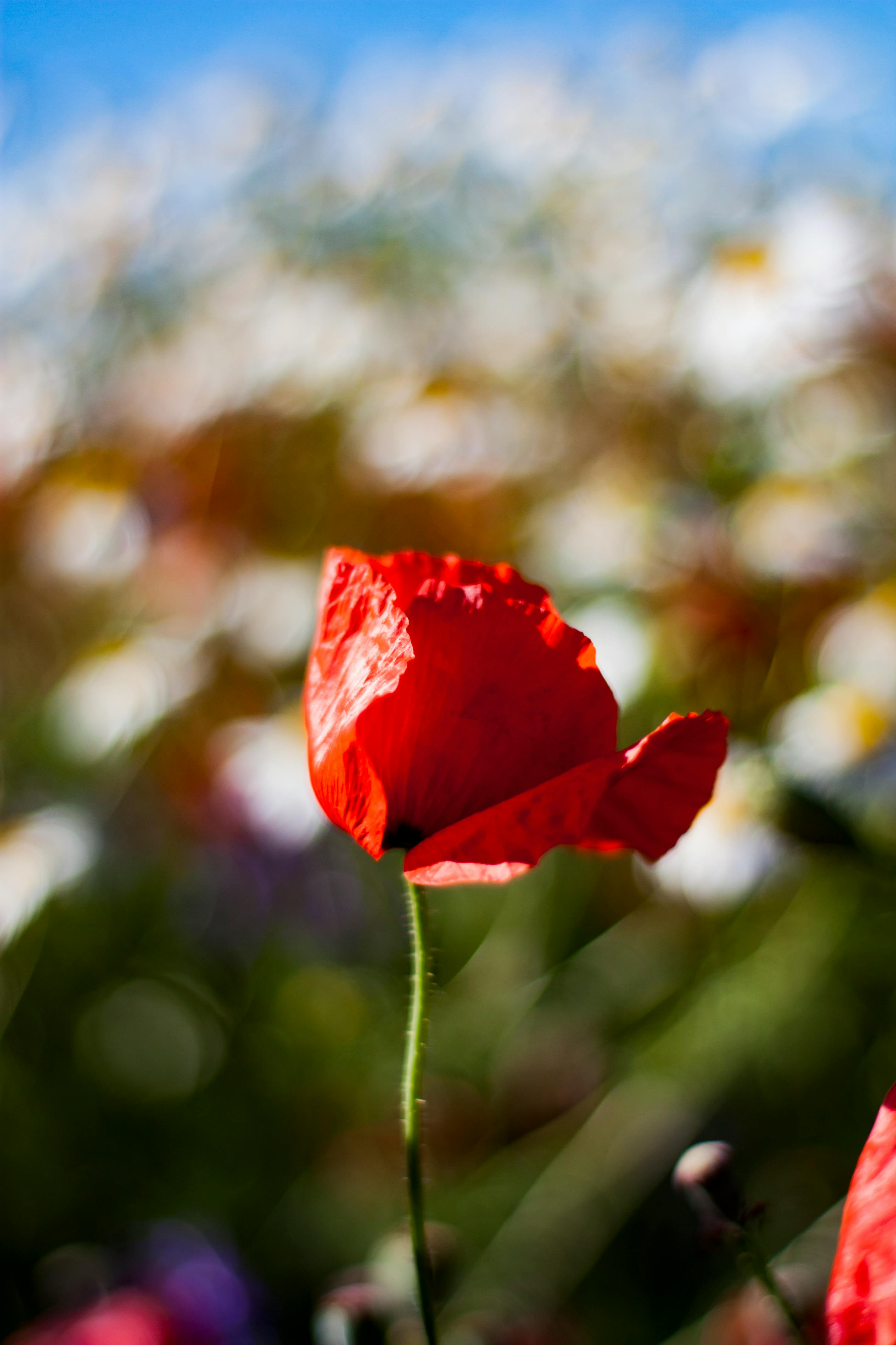 Free Poppy Flower Photos, Download The BEST Free Free Poppy Flower ...