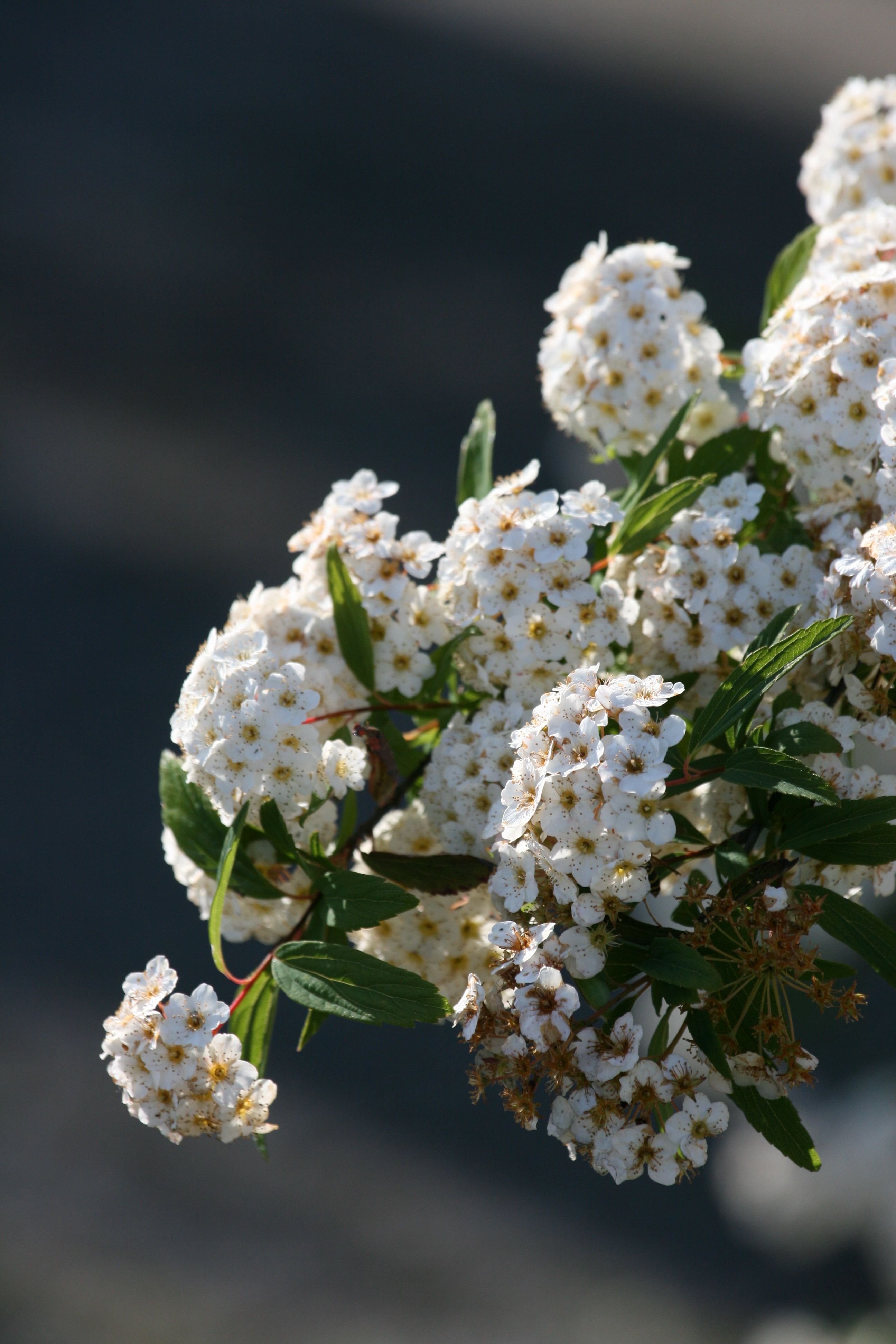 Beautiful Reeve's Spiraea Plant in Close-up Photography · Free Stock Photo