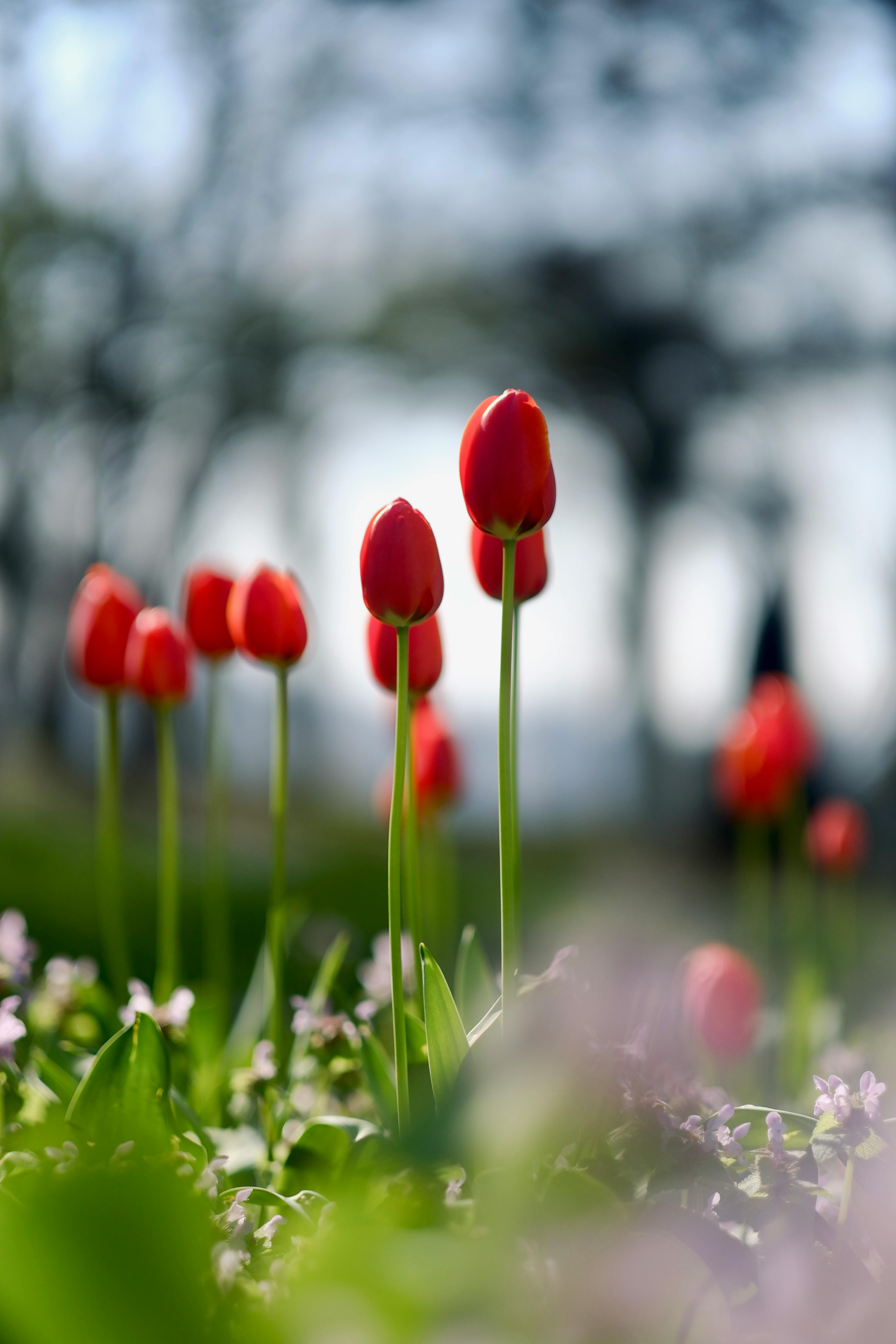 Close-up Photo of Red Flowers · Free Stock Photo