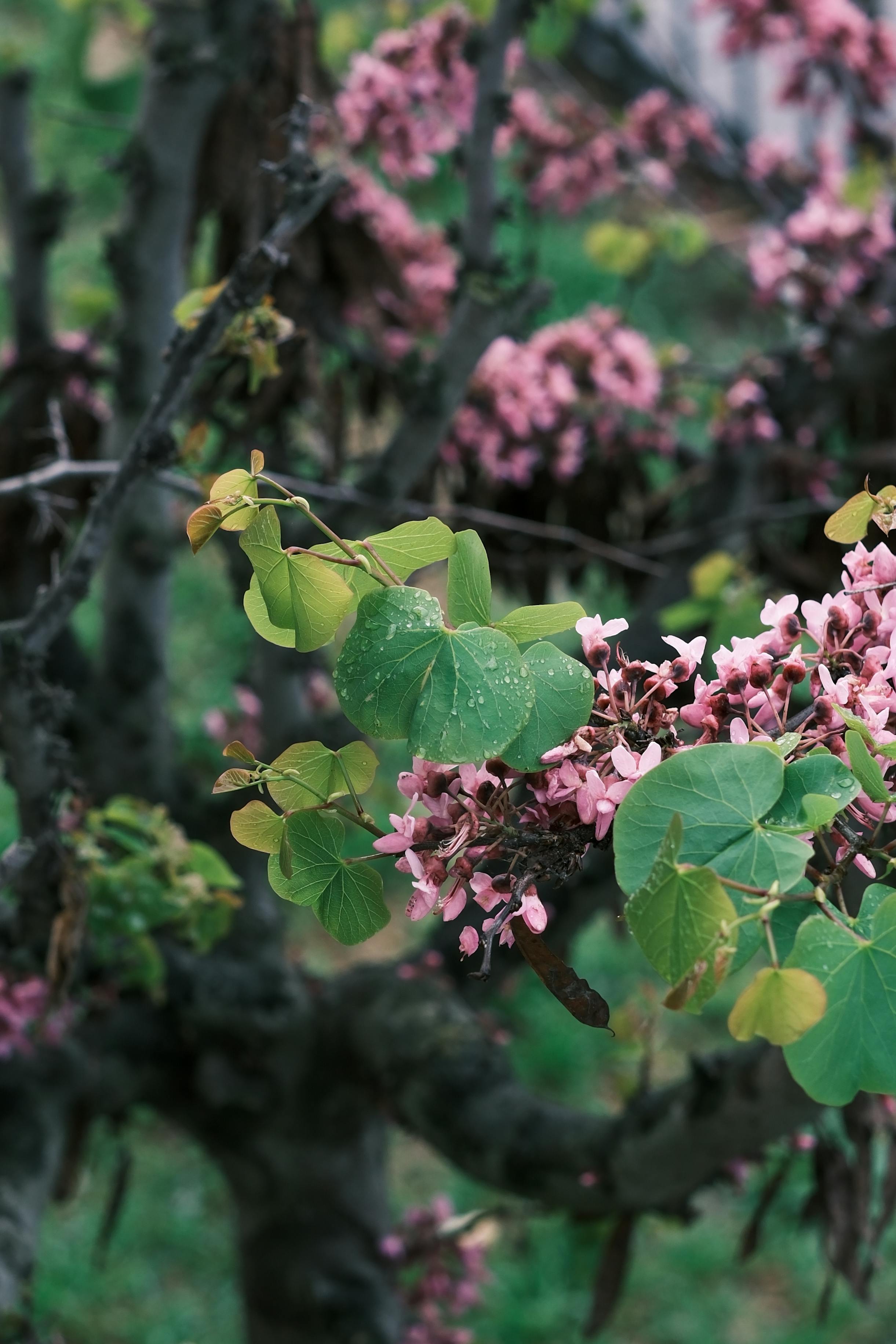 Blooming Pink Flowers of Judas Tree (Cercis siliquastrum) · Free Stock ...